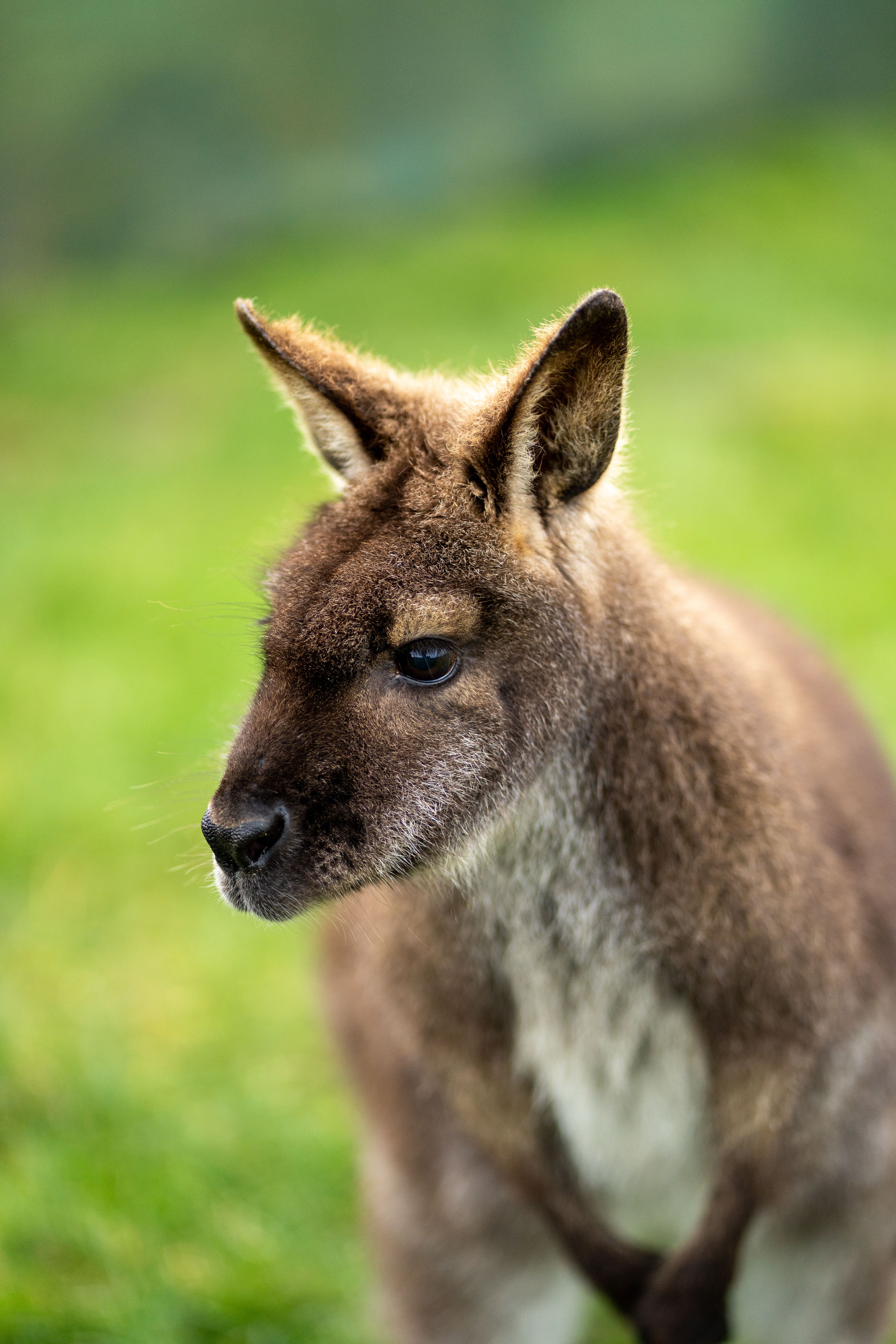 Gray Kangaroo · Free Stock Photo