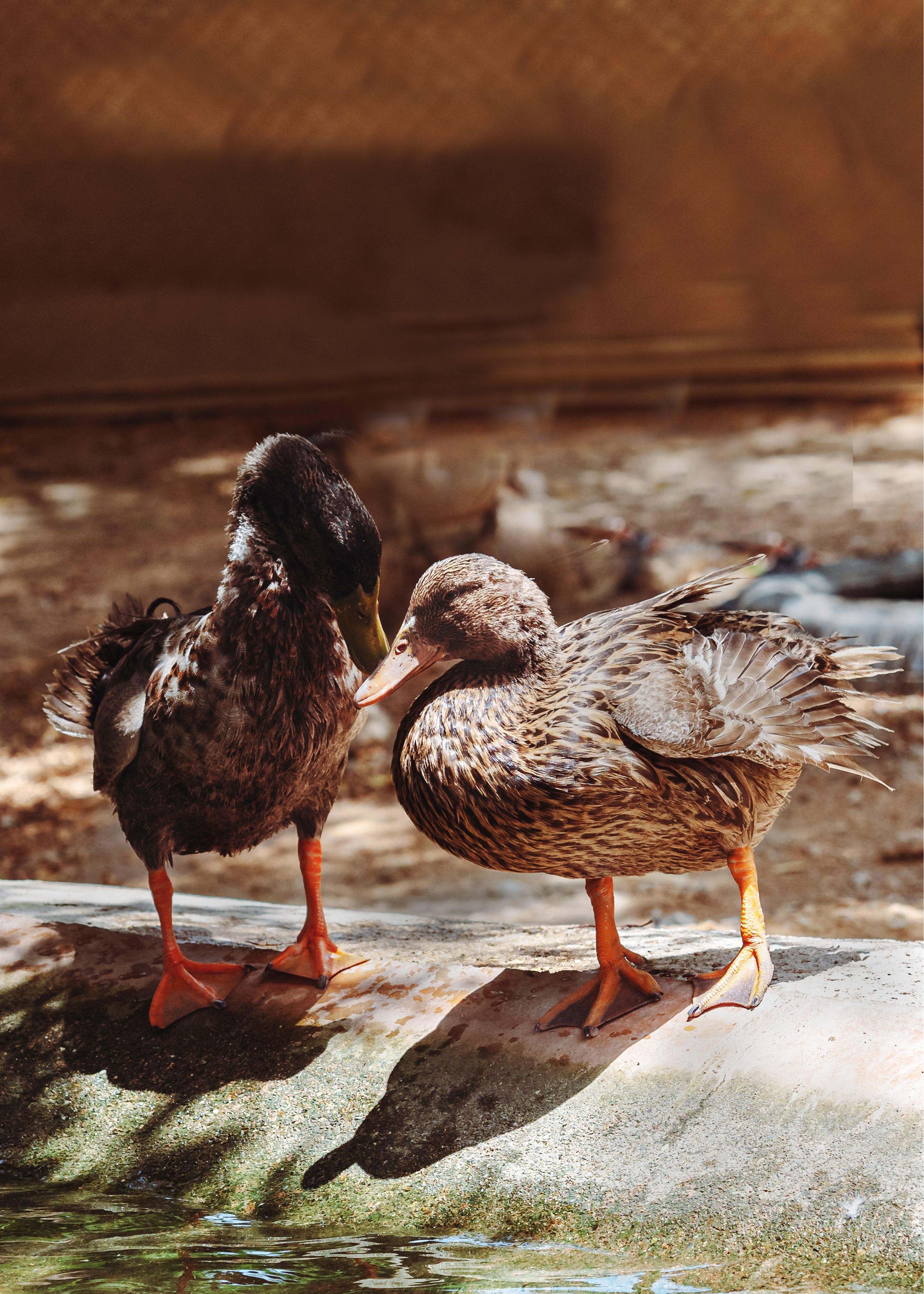 Duck in Nature · Free Stock Photo