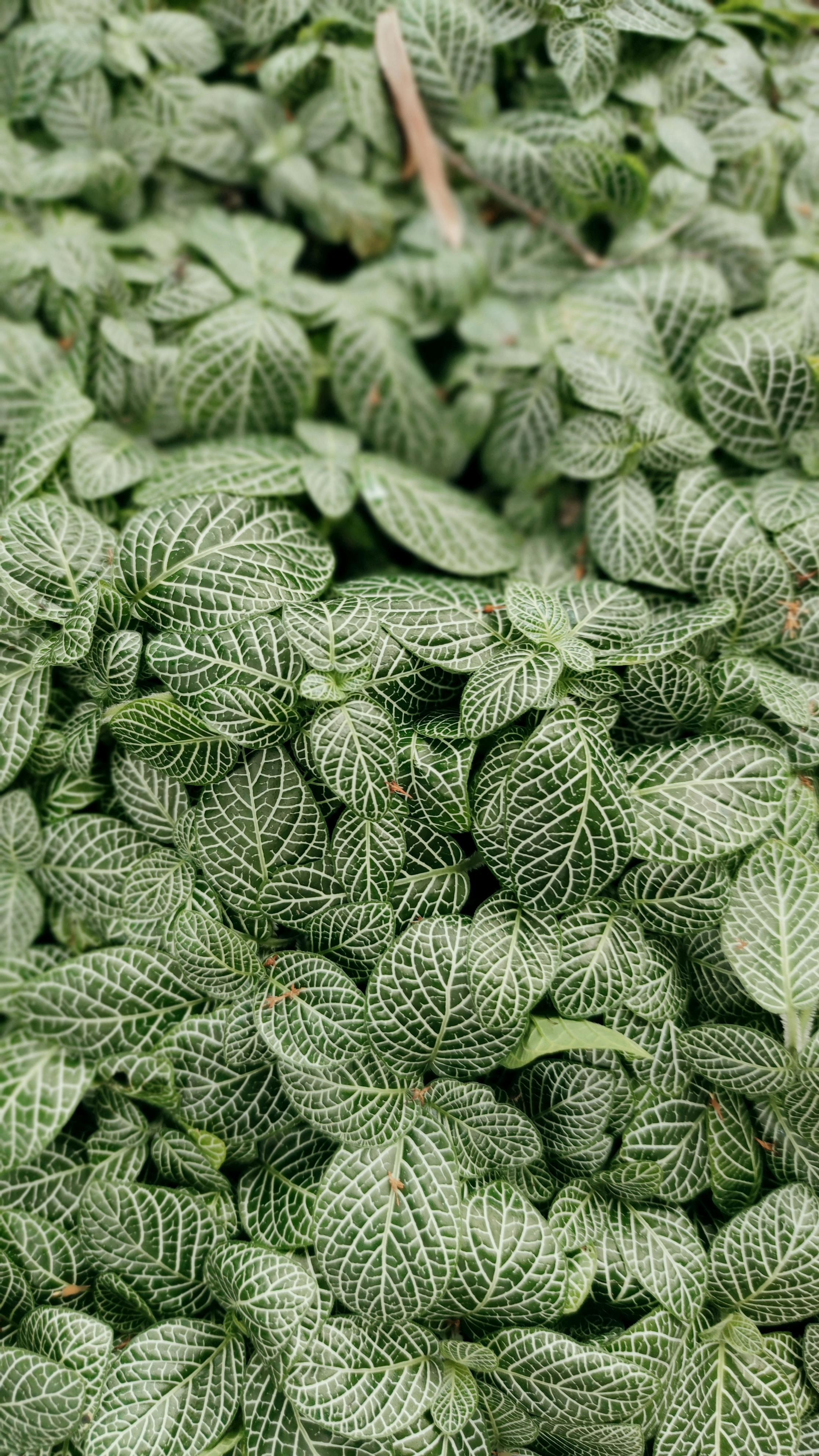 Labyrinth in Hedge · Free Stock Photo Labyrinth in Hedge · Free Stock Photo