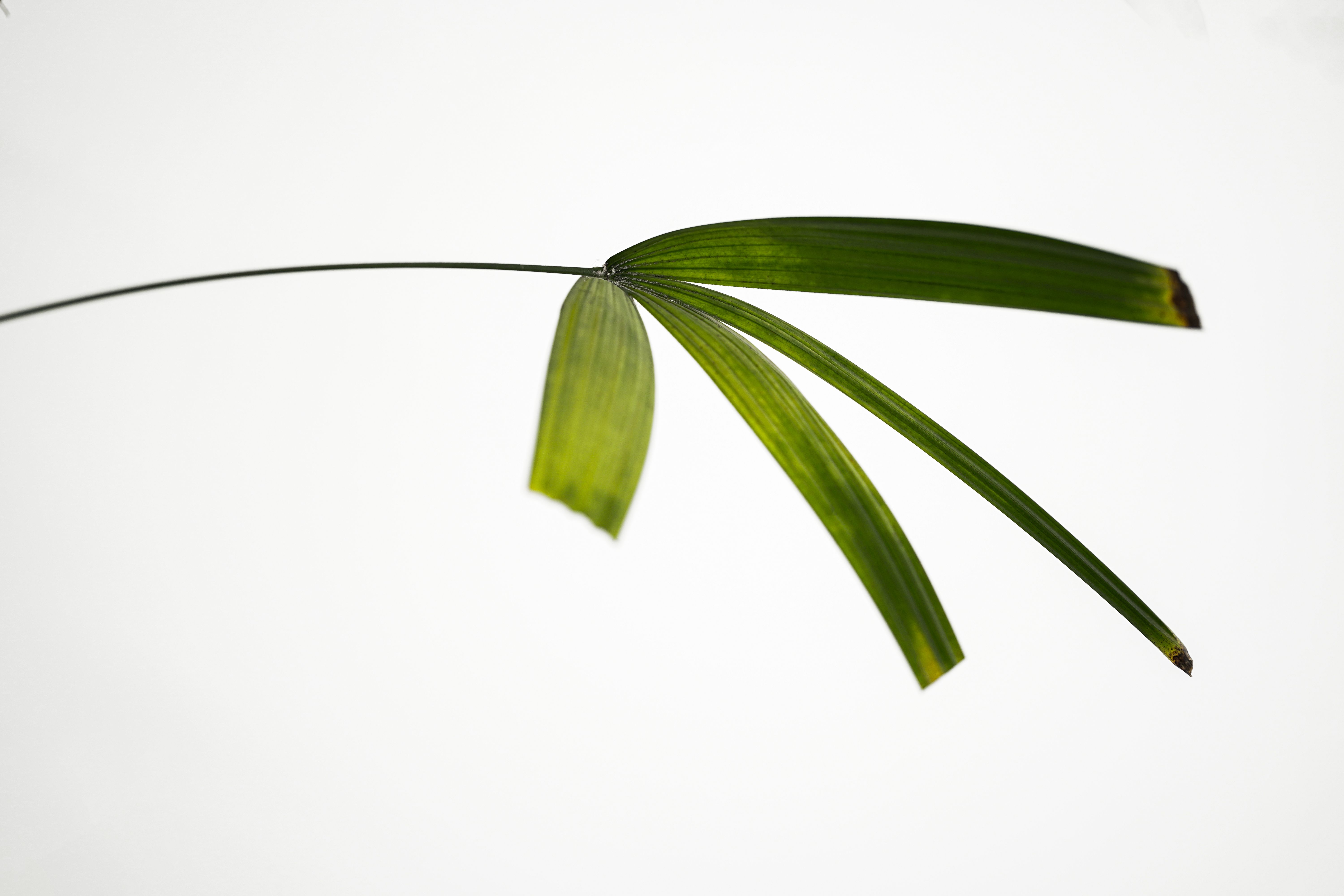 Green Backgrounds Photos, Download The BEST Free Green Backgrounds ...