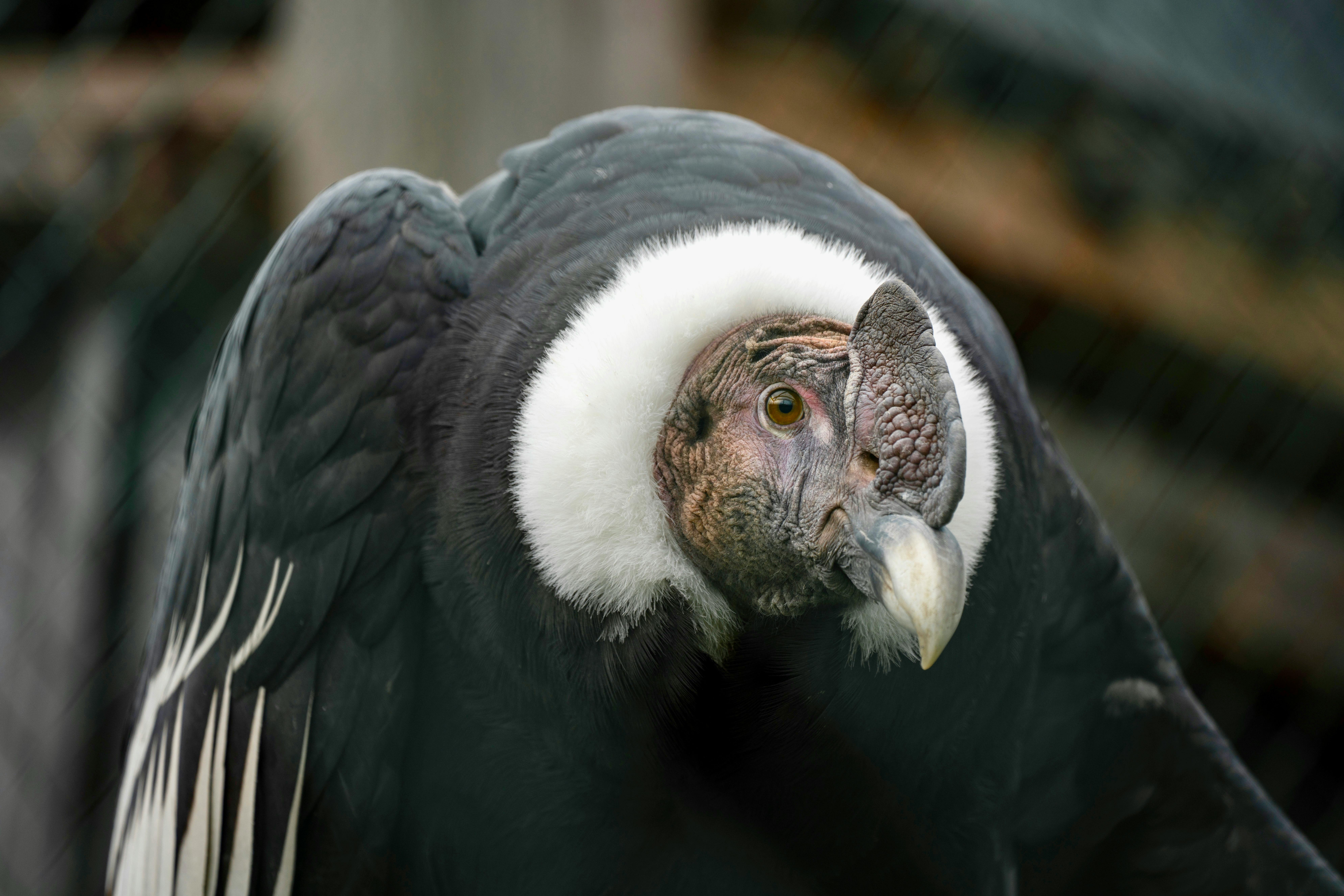 Close up of Andean Condor · Free Stock Photo
