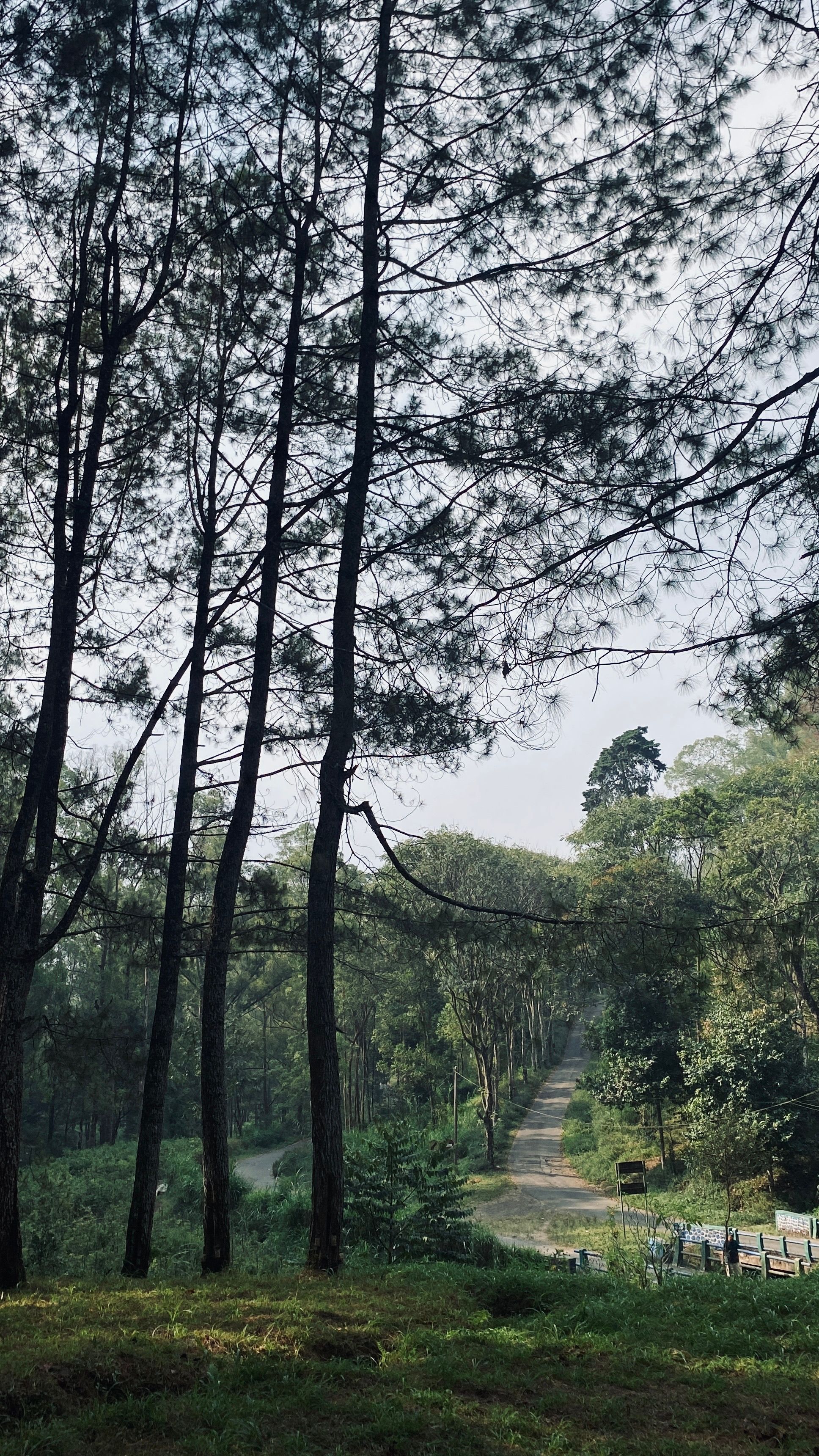 View of a Road and Pathway in a Park · Free Stock Photo