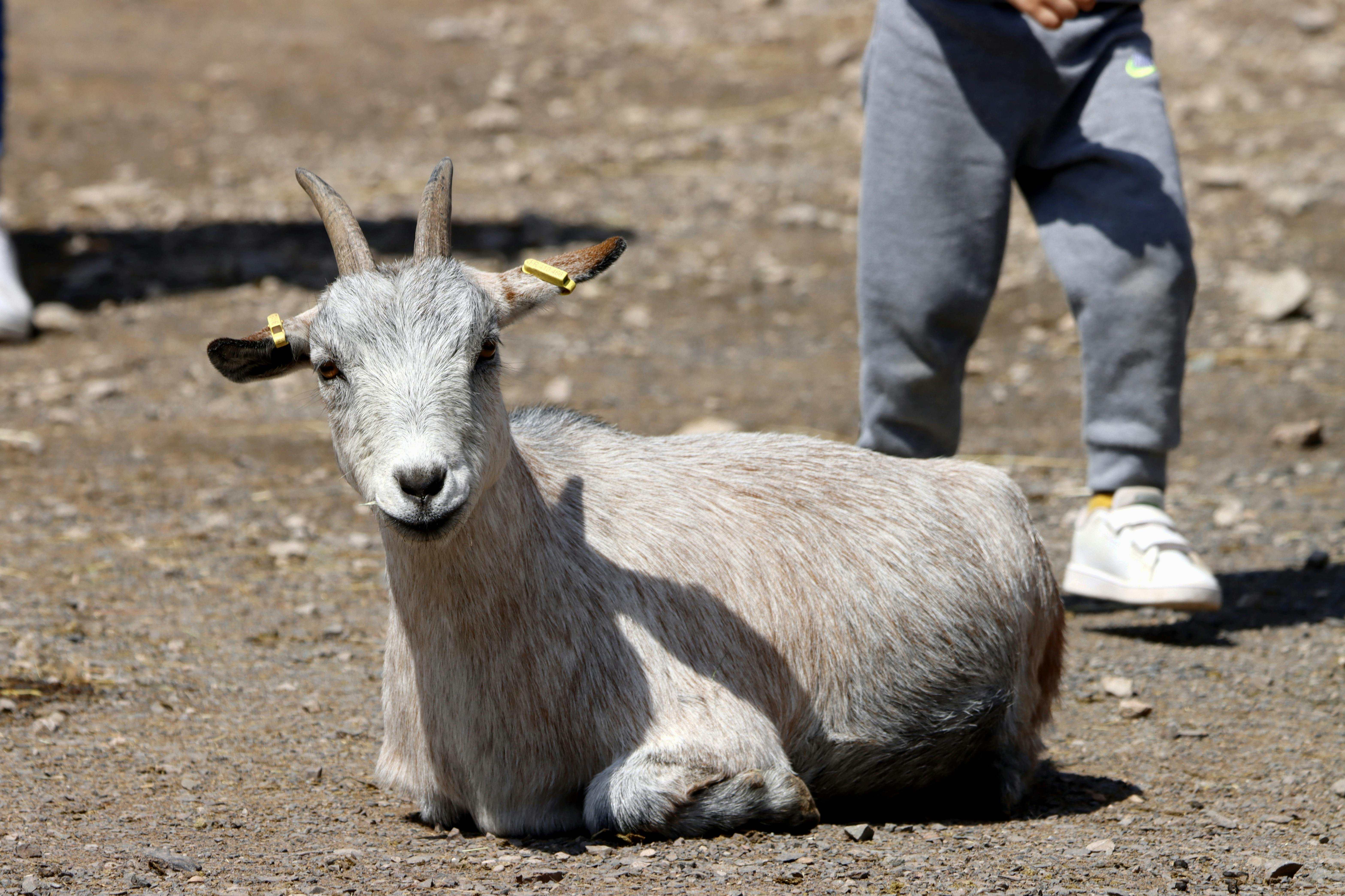 Goat Feet Photos, Download The BEST Free Goat Feet Stock Photos & HD Images