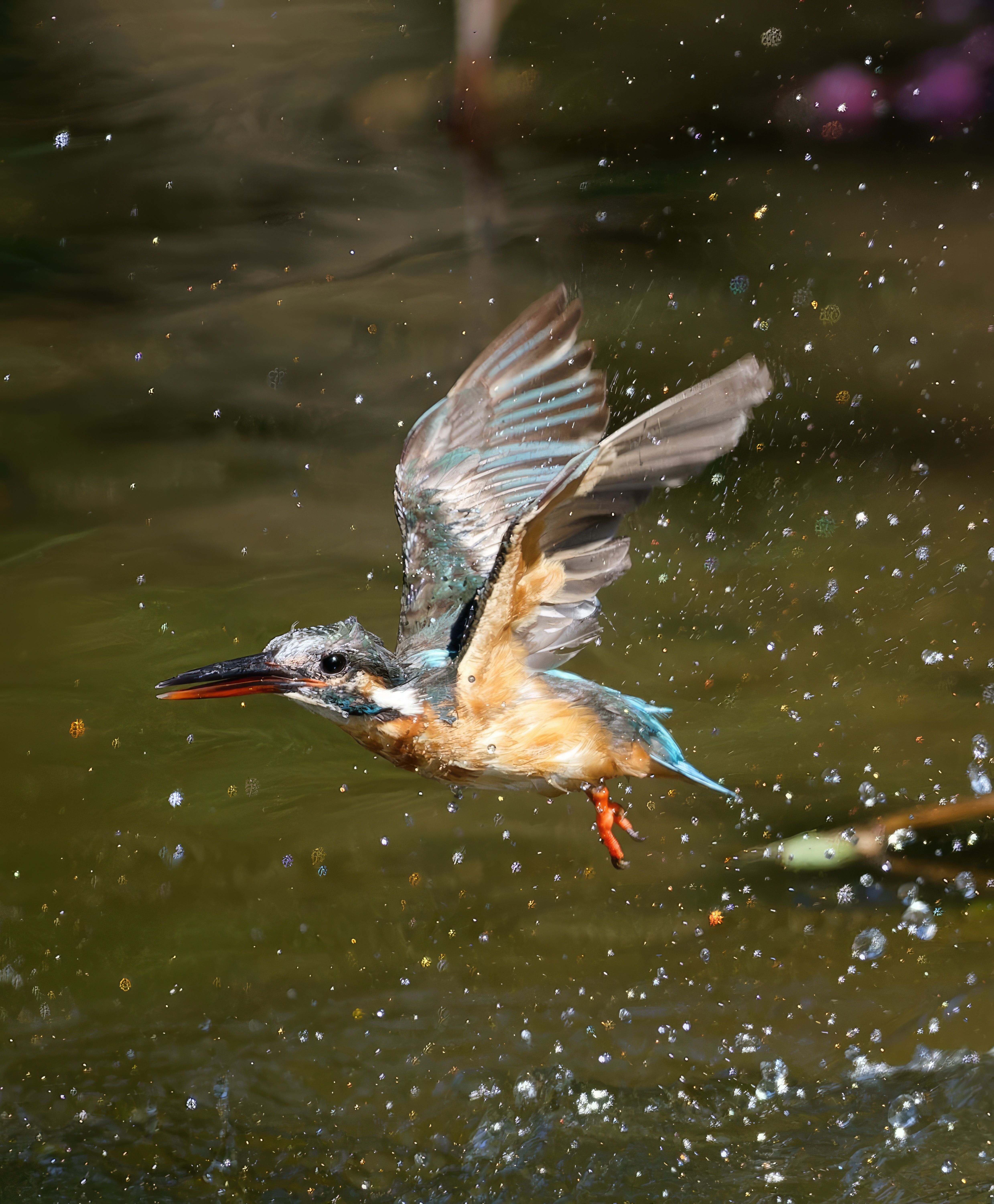 Photo of Common Kingfisher Flying Above River · Free Stock Photo