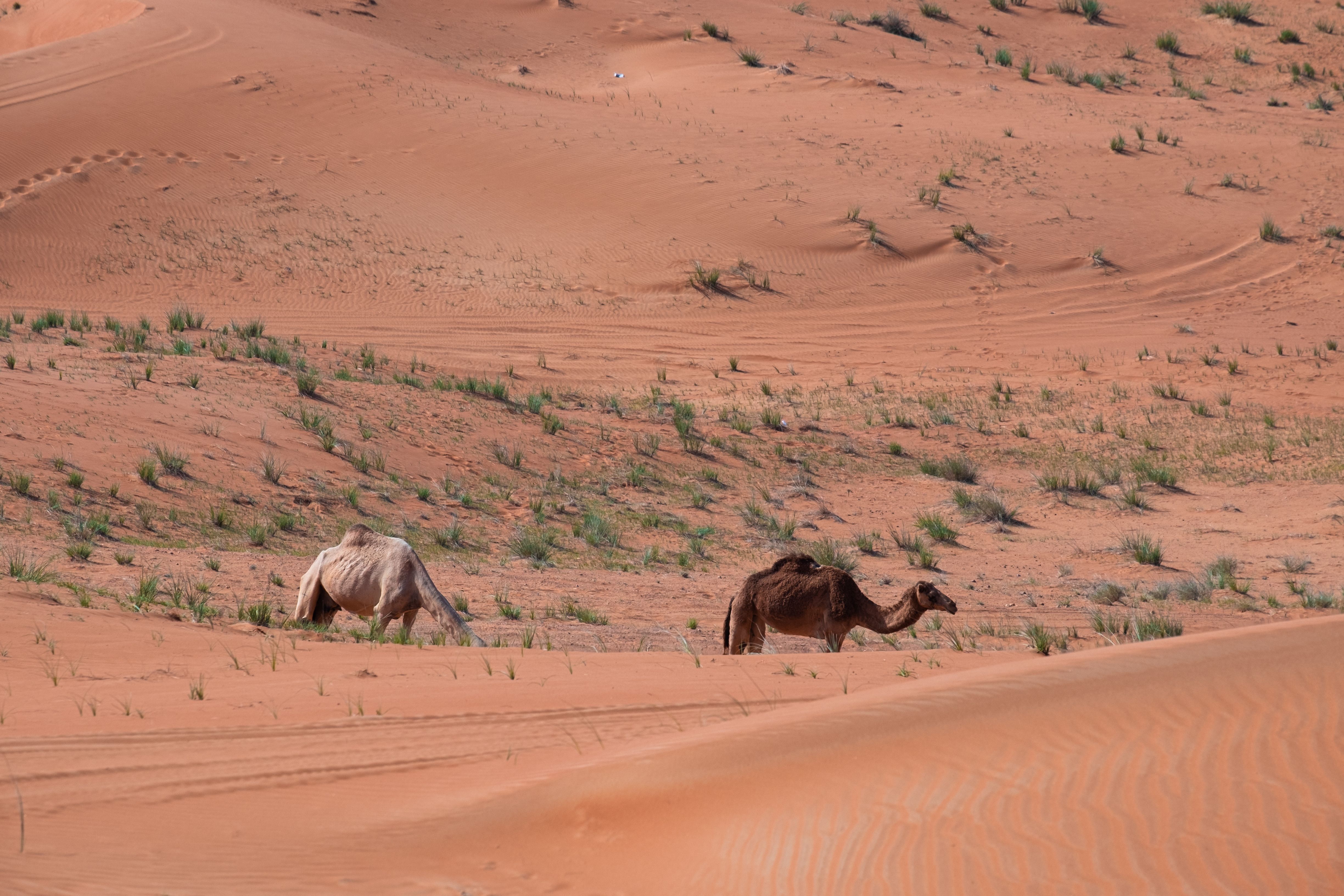 Camels on Desert · Free Stock Photo