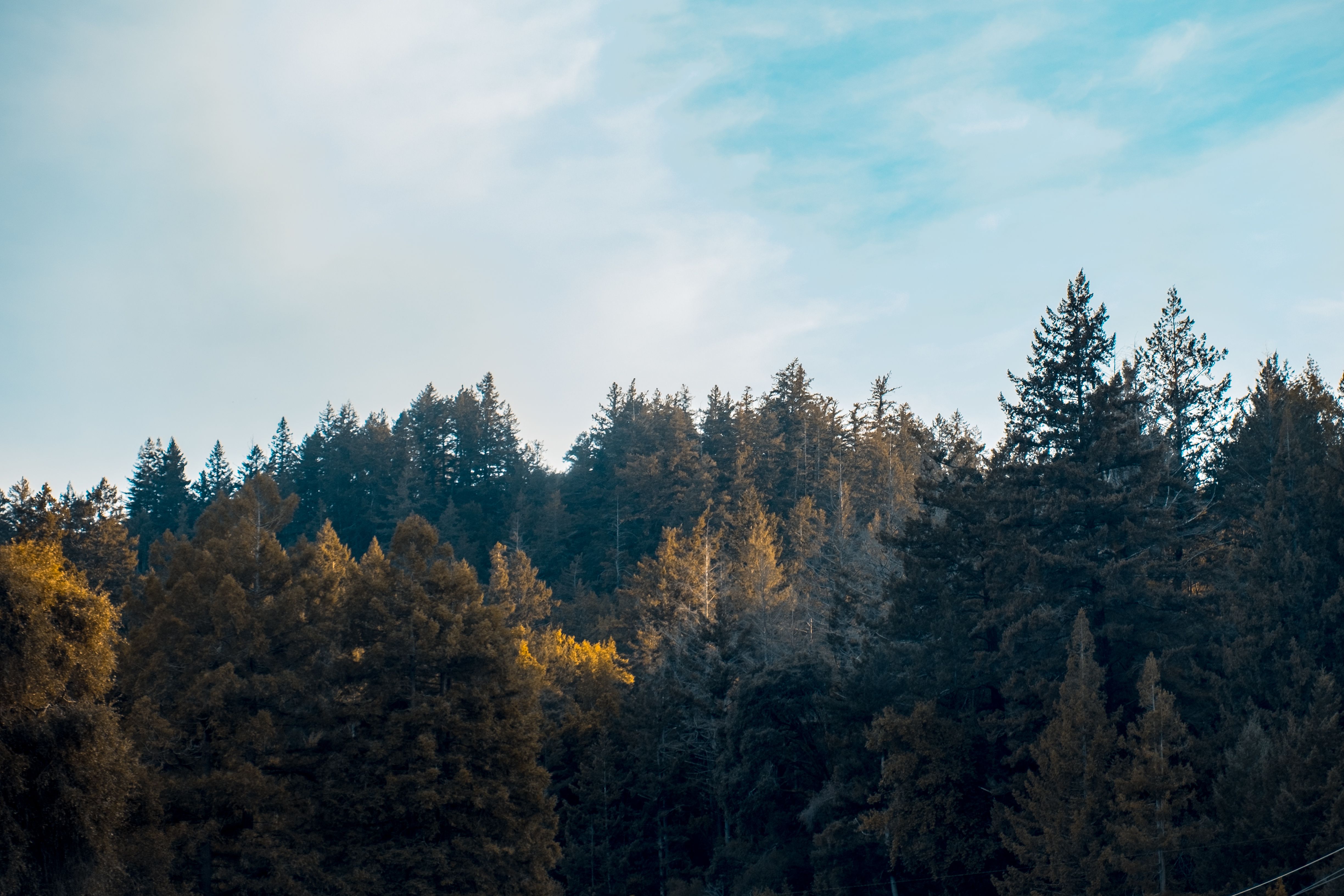 Forest on Hill · Free Stock Photo