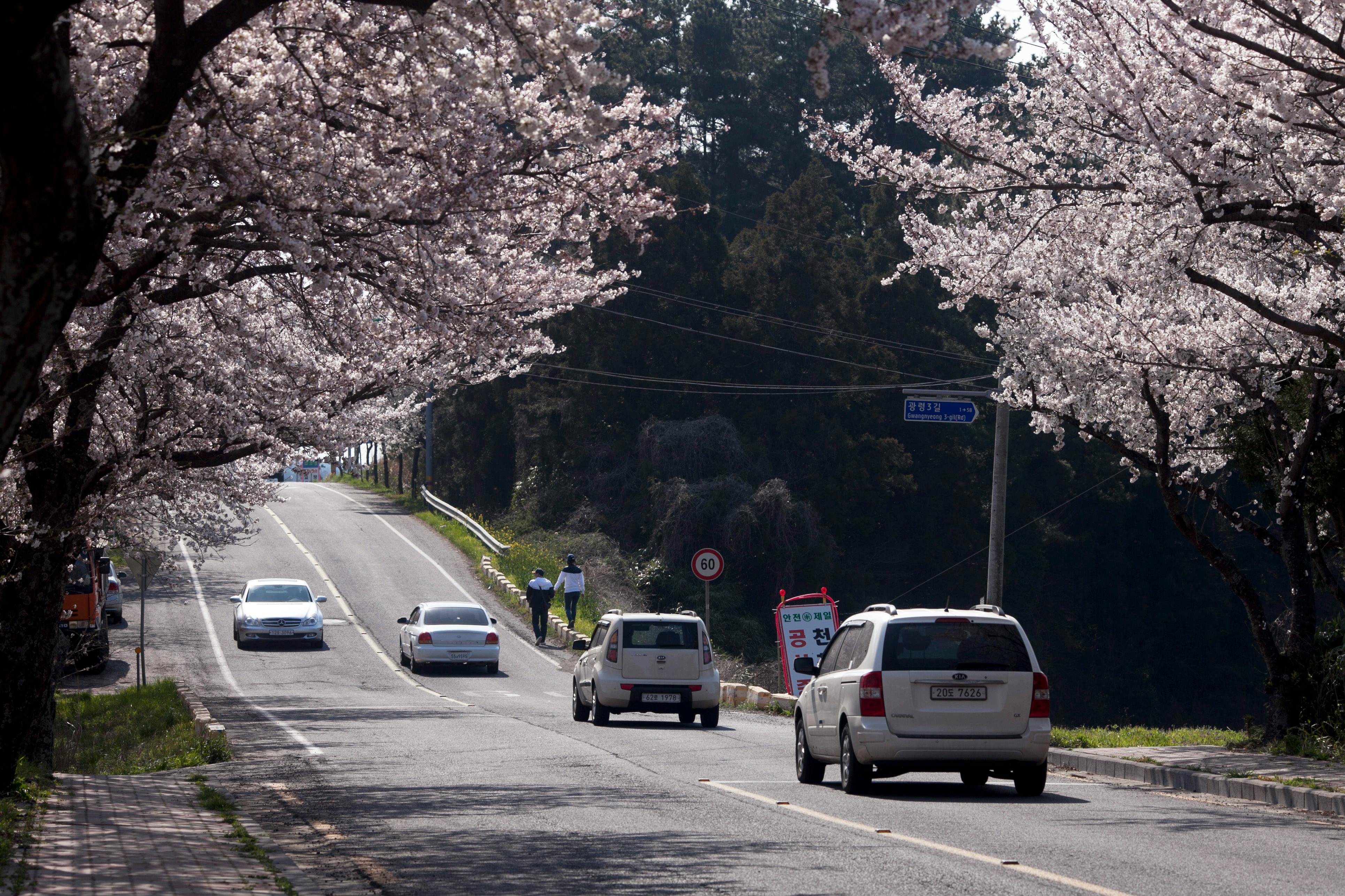 Trees over Road in Spring · Free Stock Photo