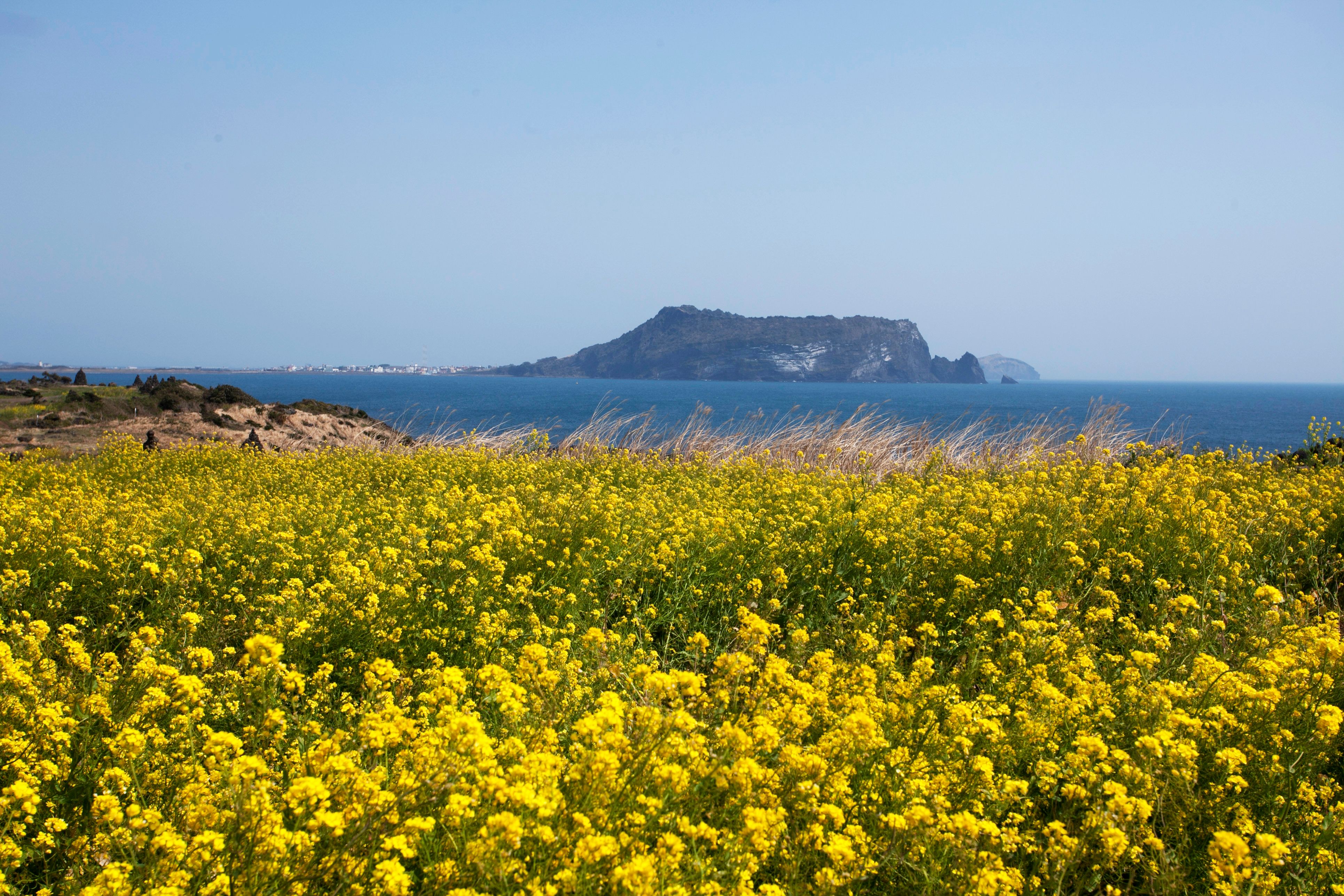 Rapeseed Field and Sea · Free Stock Photo