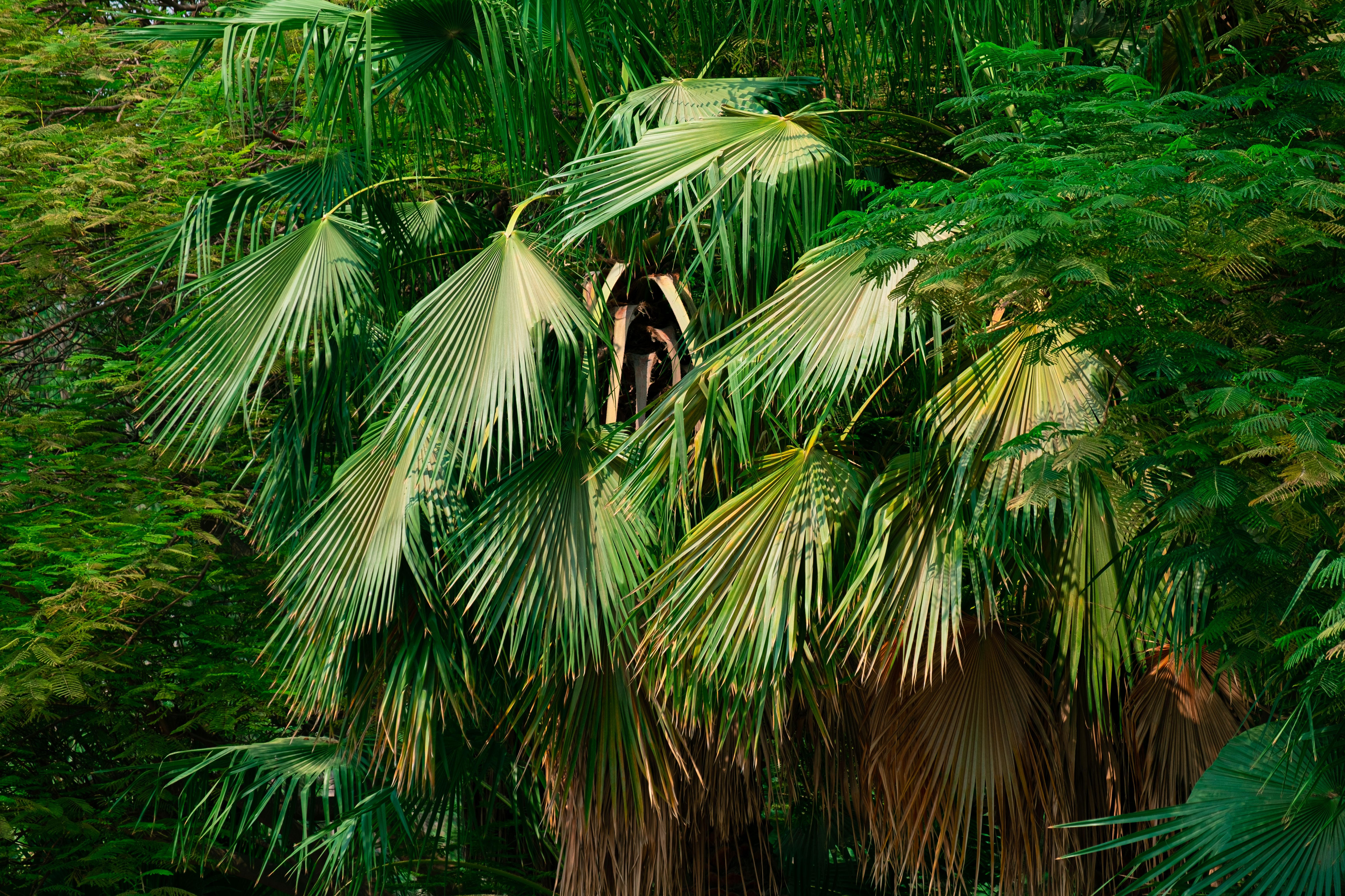 Palm Trees Leaves in Forest · Free Stock Photo