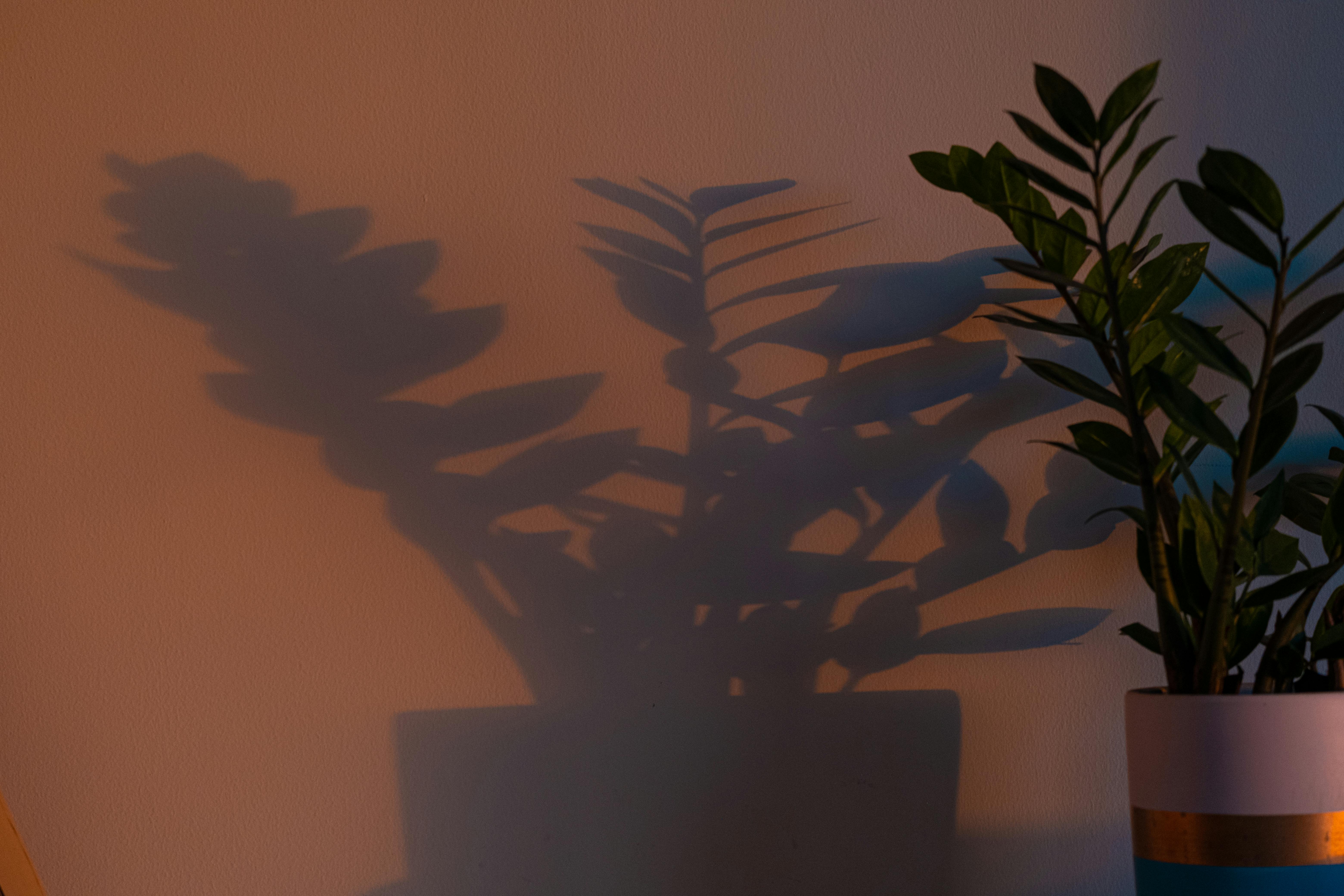 Plant and Shadow on Wall · Free Stock Photo