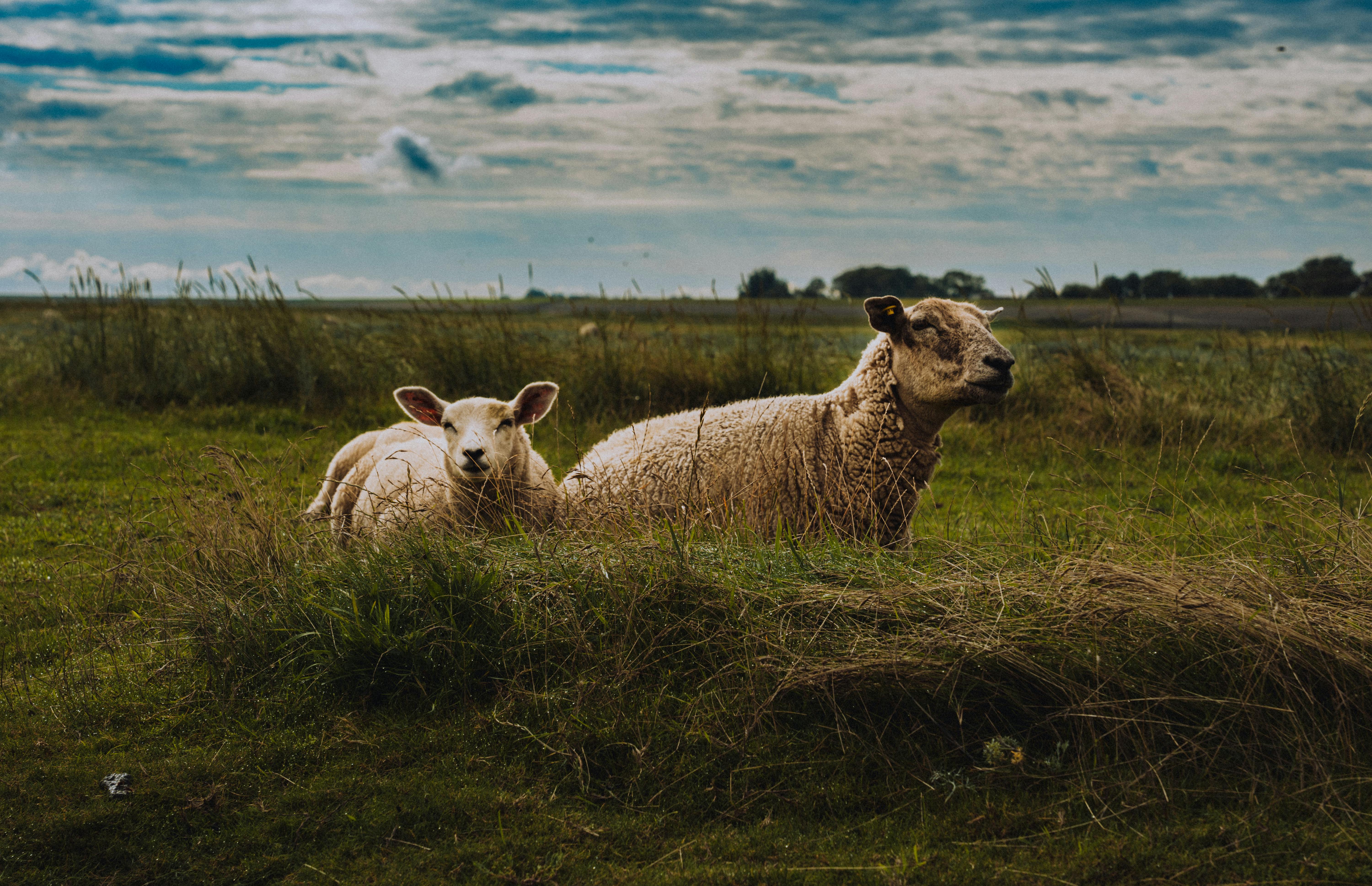 Photo of Sheep on Field · Free Stock Photo