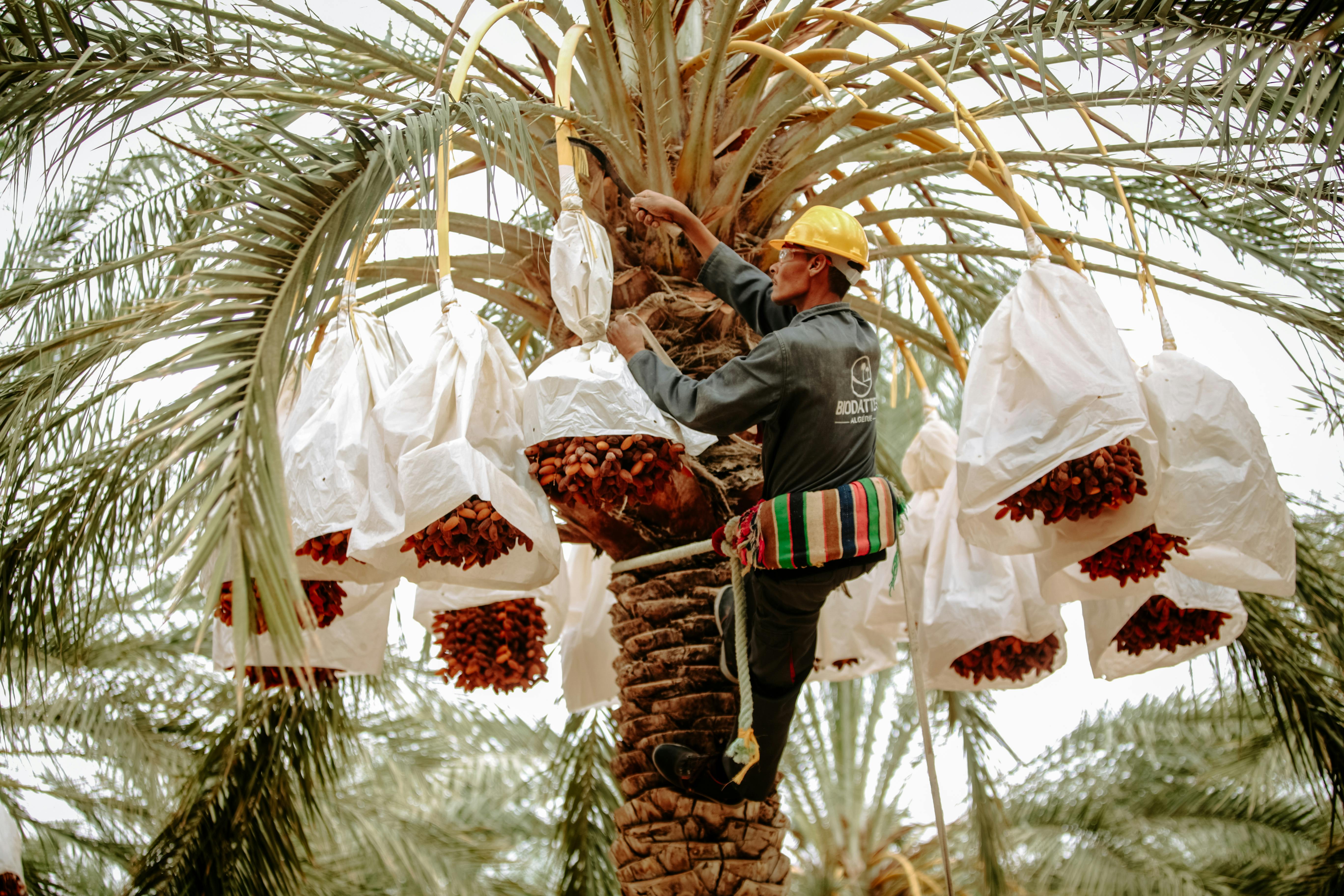 Plantation Worker on a Palm Tree Cutting a Bunch of Dates · Free Stock ...