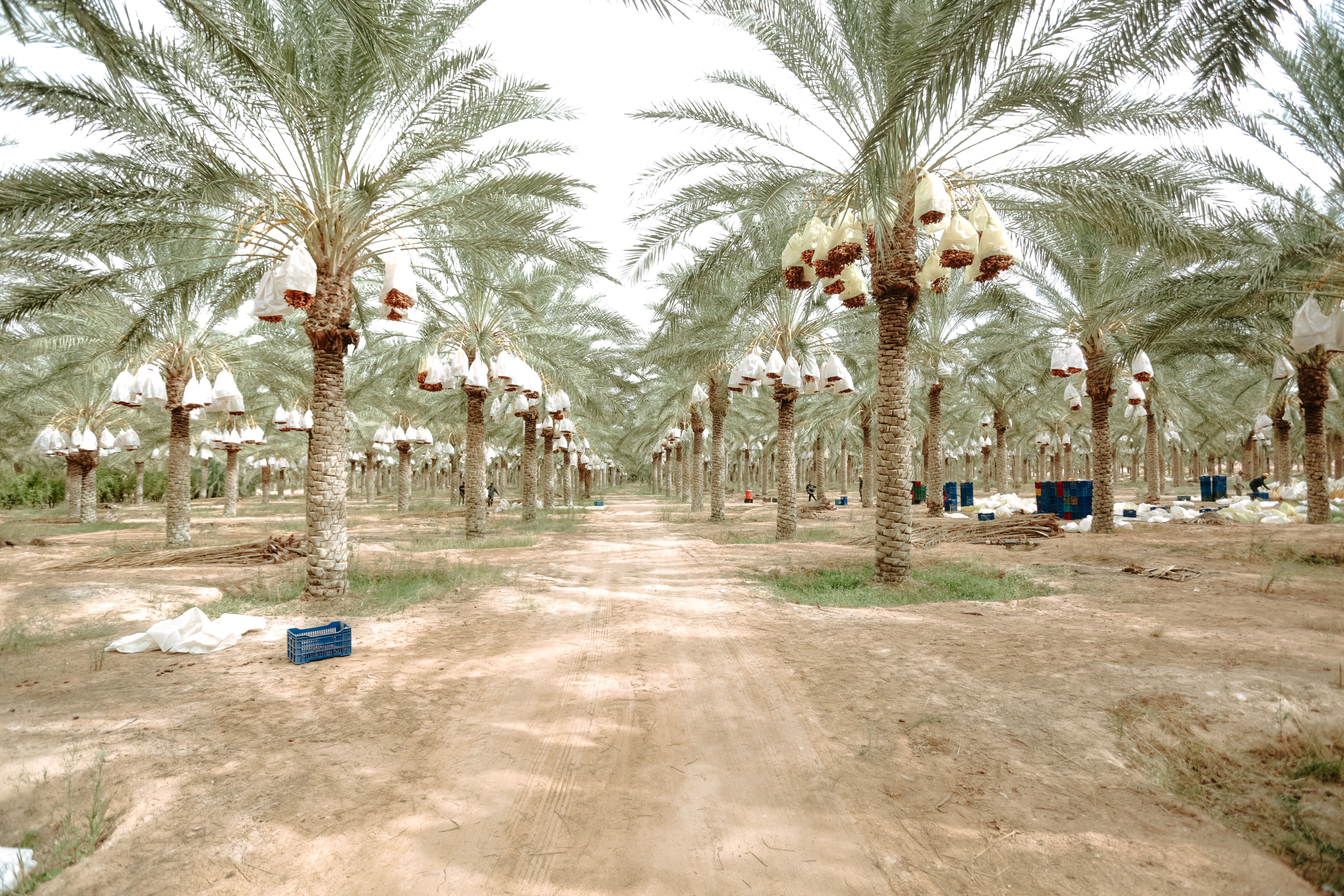 oasis of palms in tolga biskra algeria · Free Stock Photo