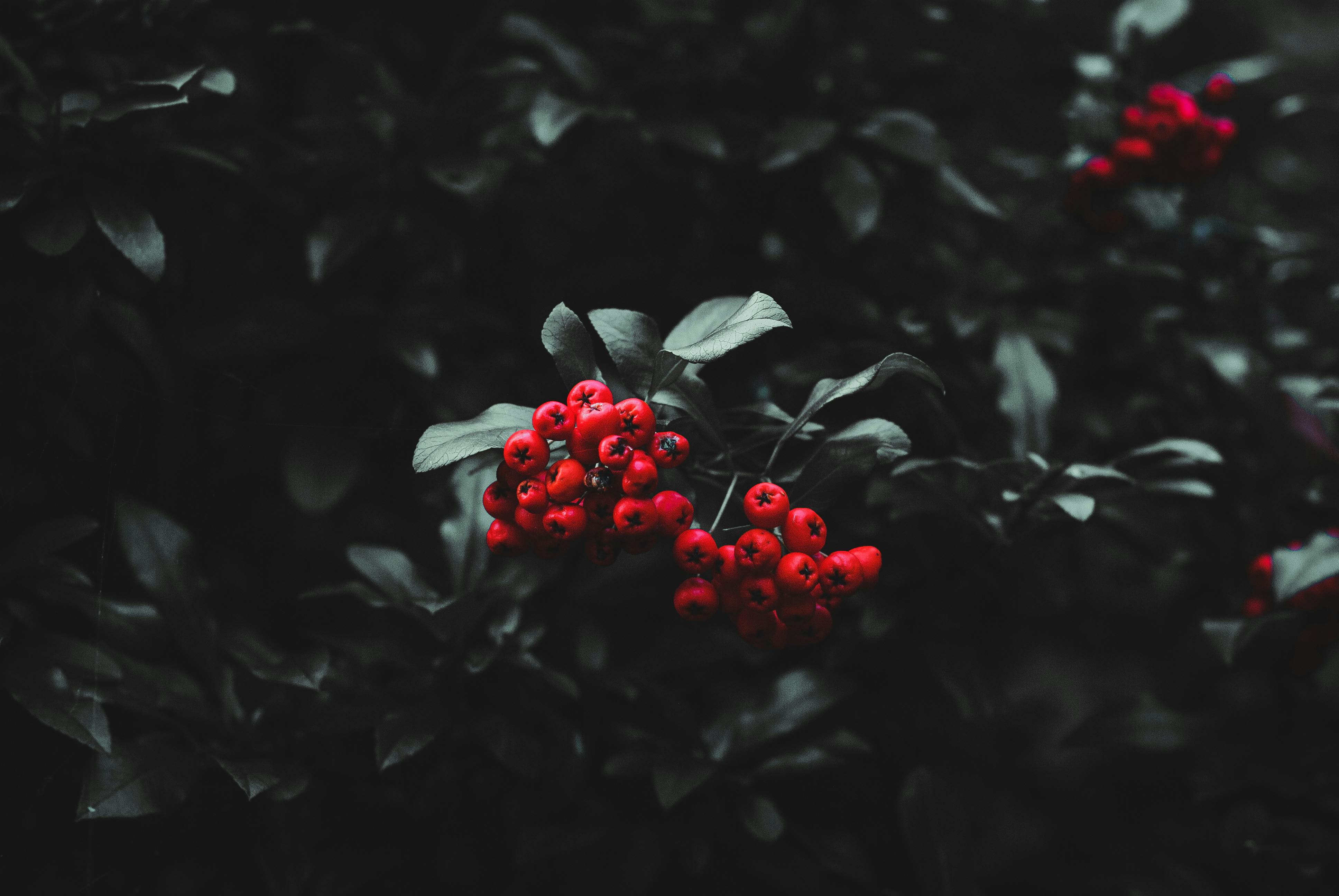 Round Red Fruit Photo · Free Stock Photo