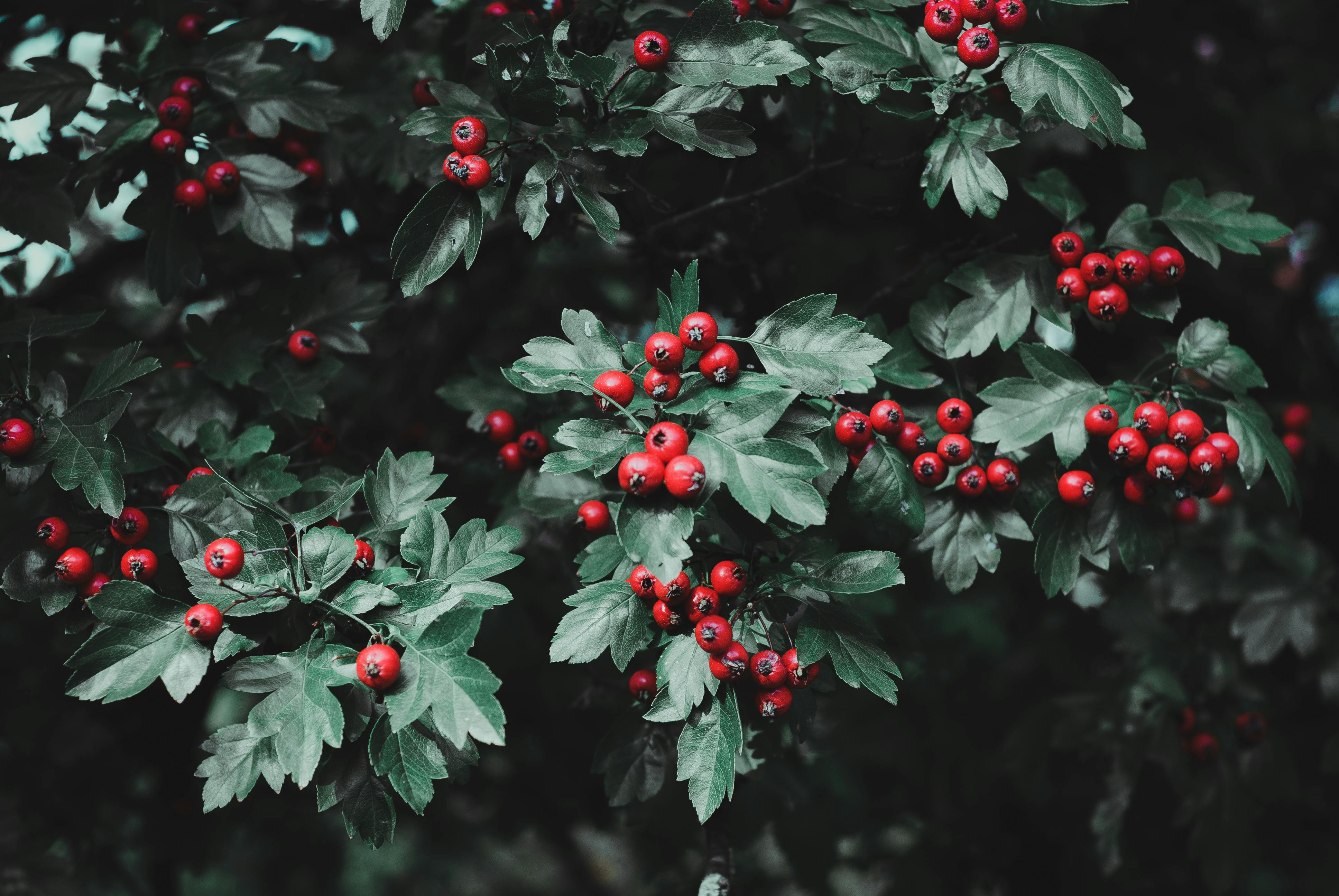 Bush with Berries · Free Stock Photo