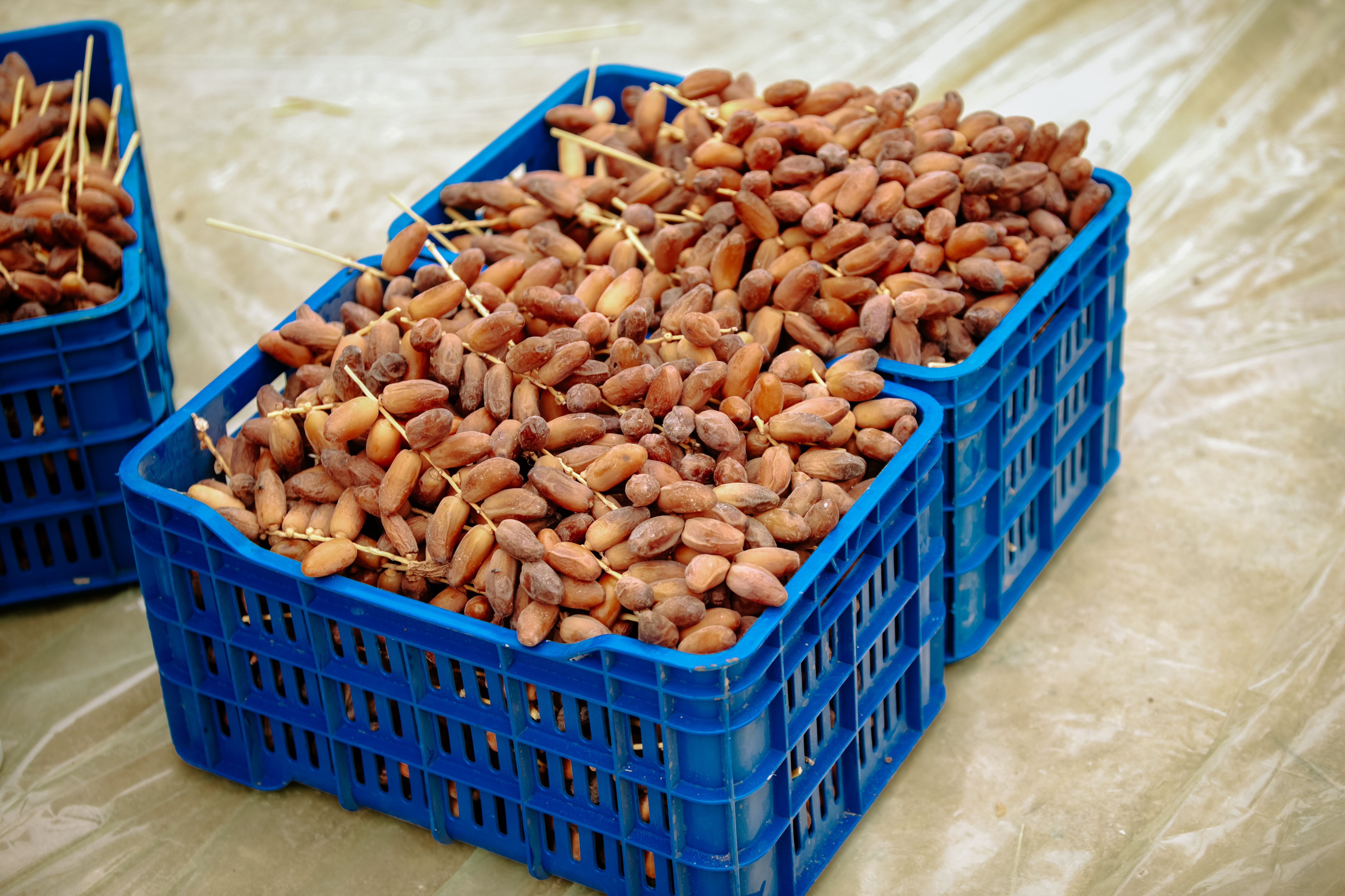 Baskets Full of Dates · Free Stock Photo