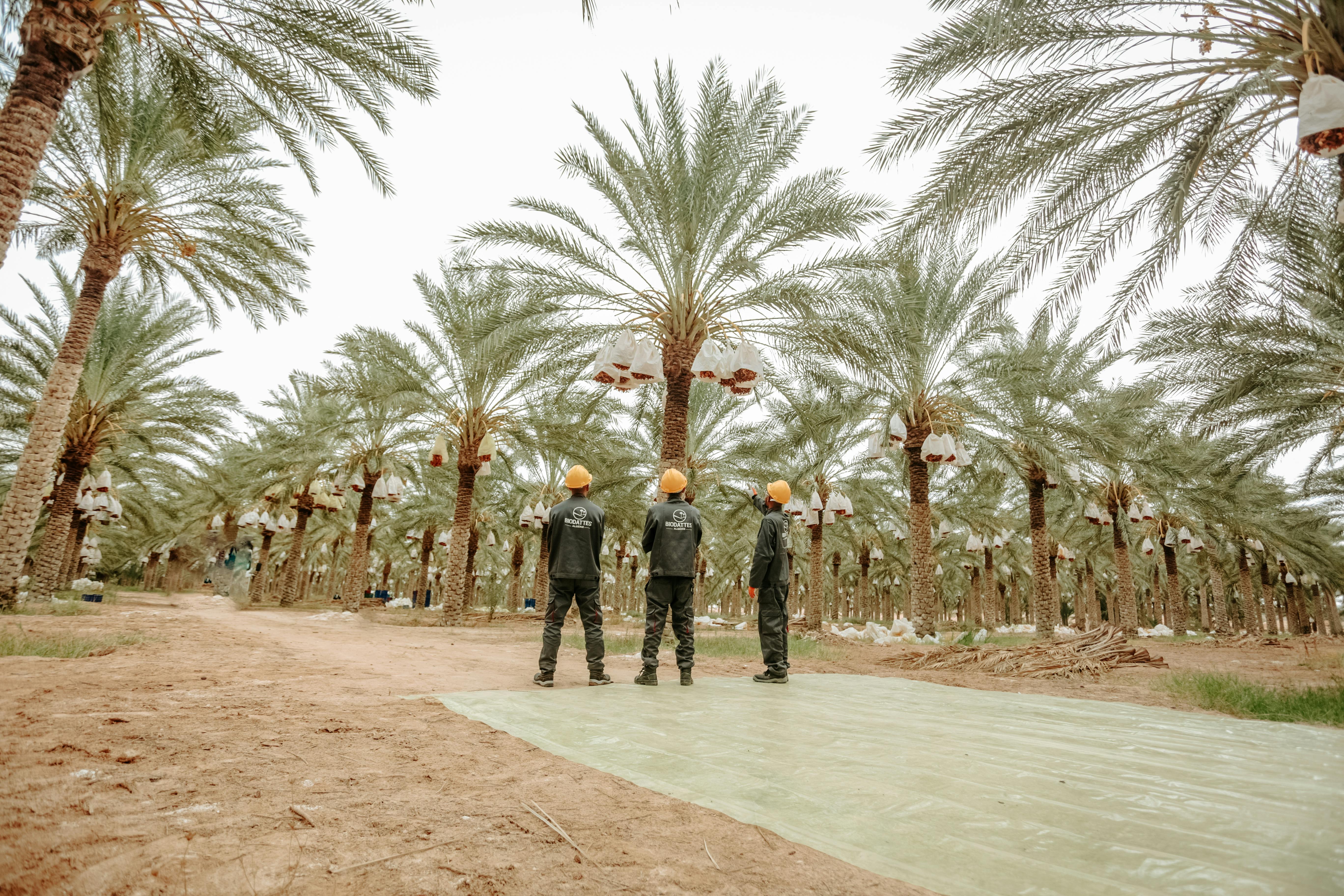 Men in Workwear and Safety Helmets Standing among Date Palms · Free ...