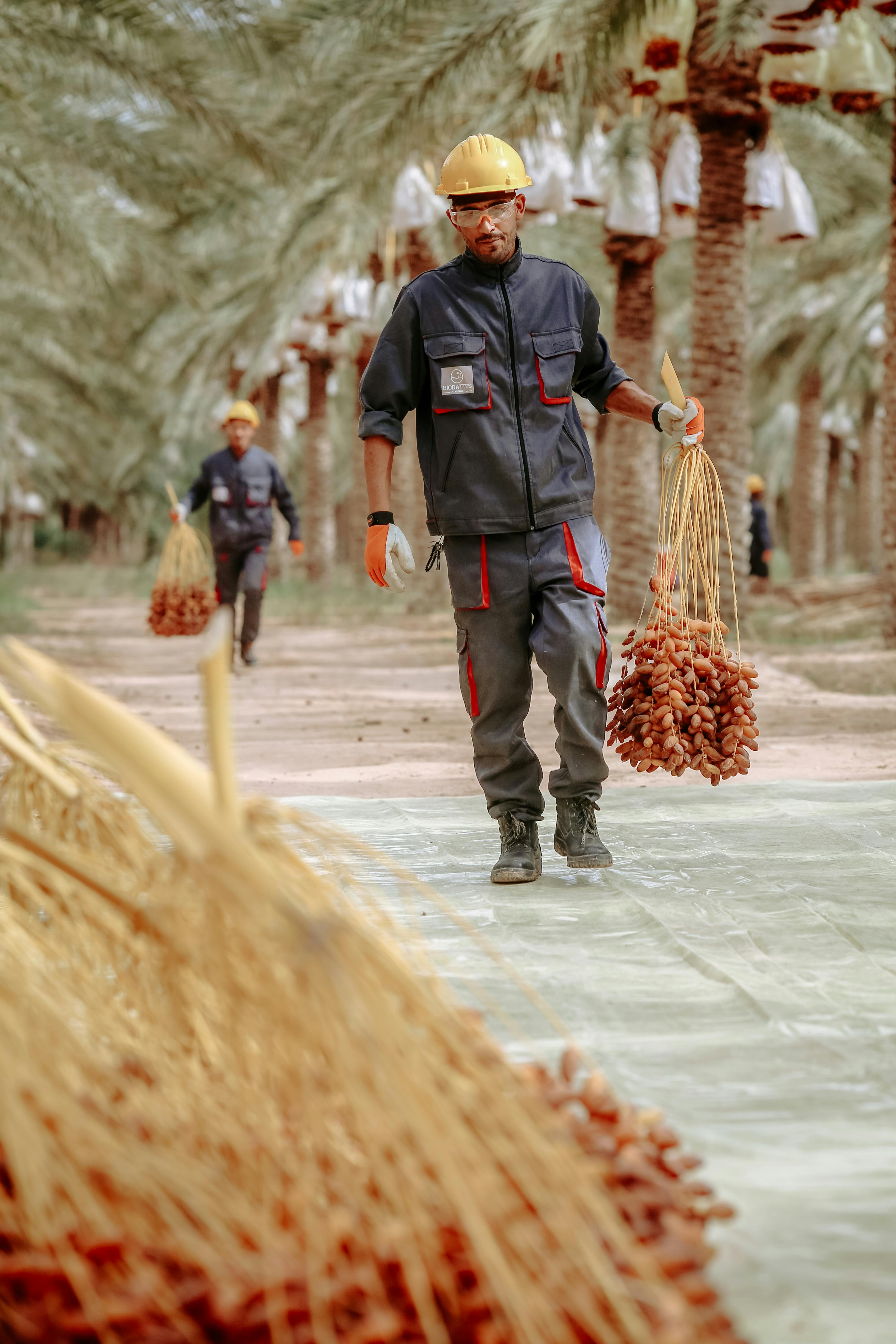 Man Picking Dates from a Date Palm · Free Stock Photo