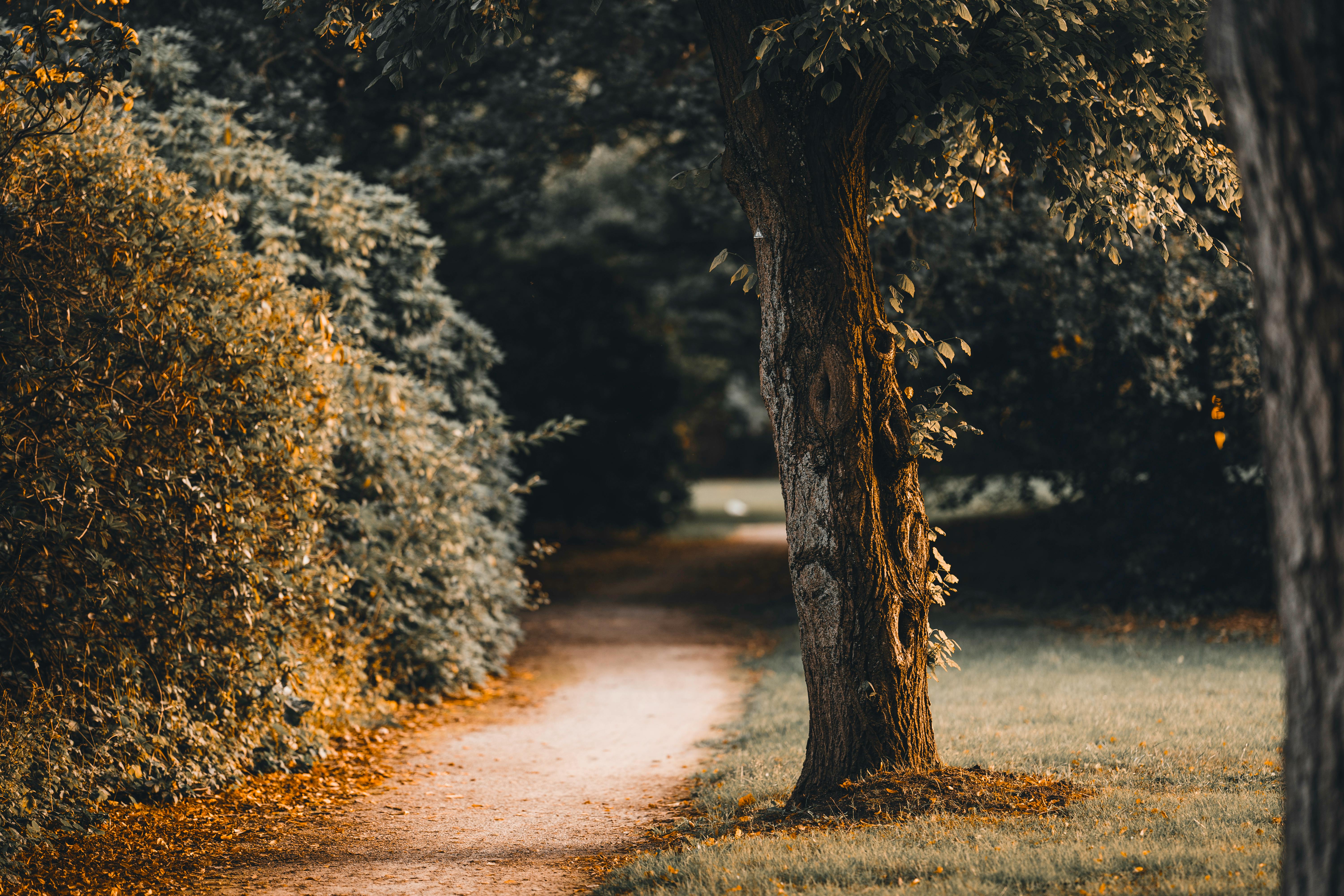 A Footpath between Trees and Shrubs in a Park · Free Stock Photo