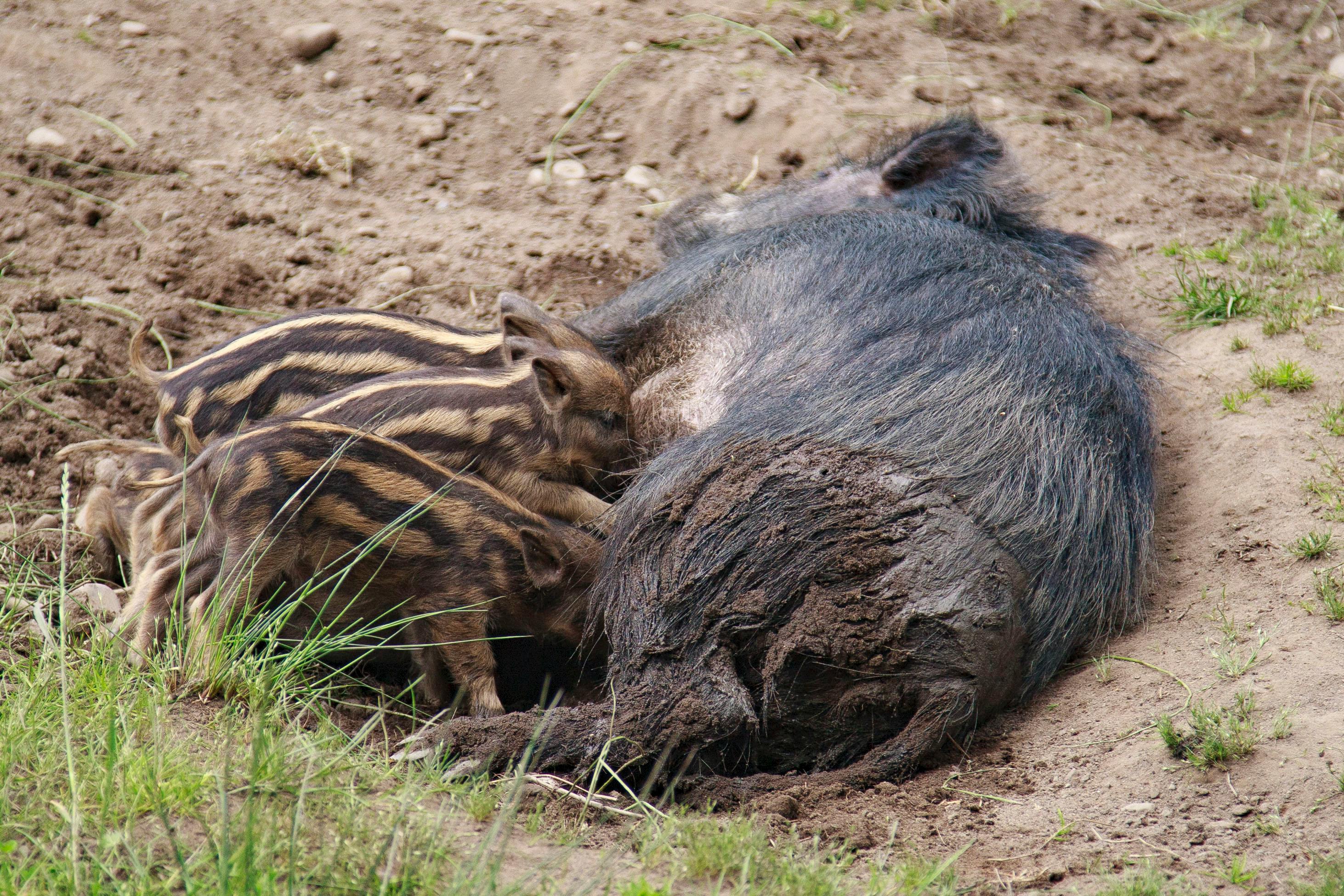 Brown Wild Boar on Dirt Ground at Daytime · Free Stock Photo