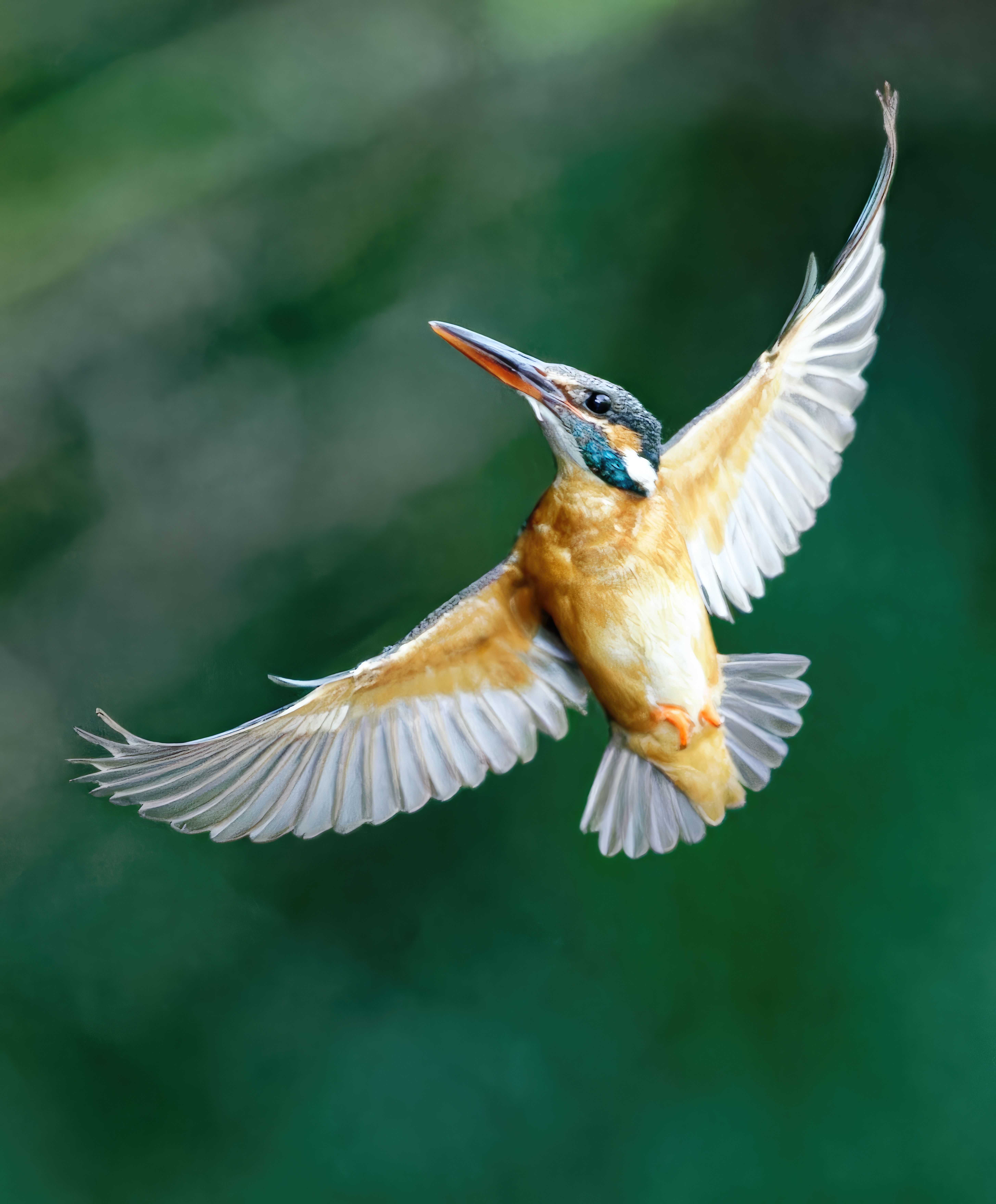 Photo of a Bird Flying · Free Stock Photo