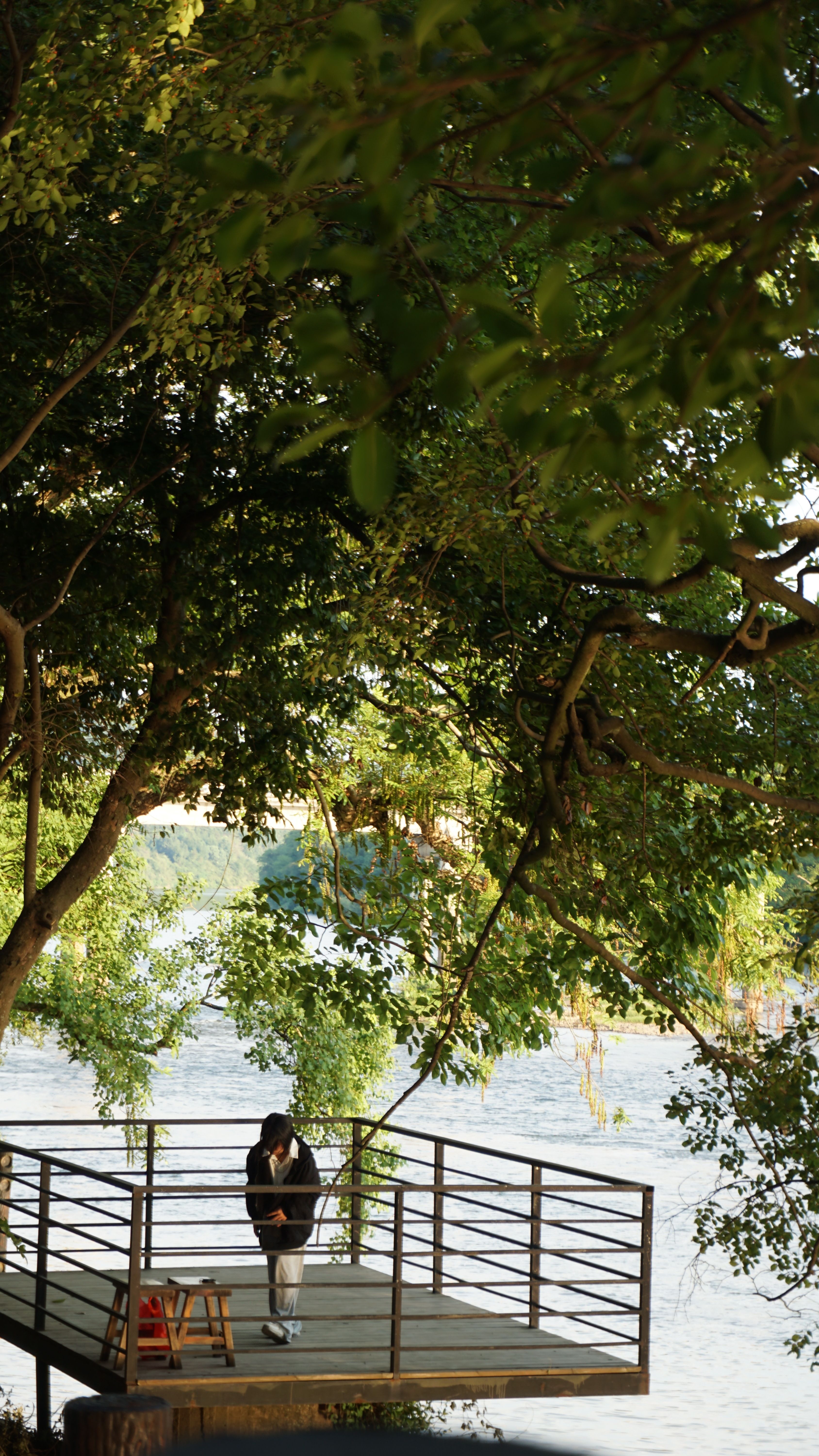 Platform under Tree · Free Stock Photo