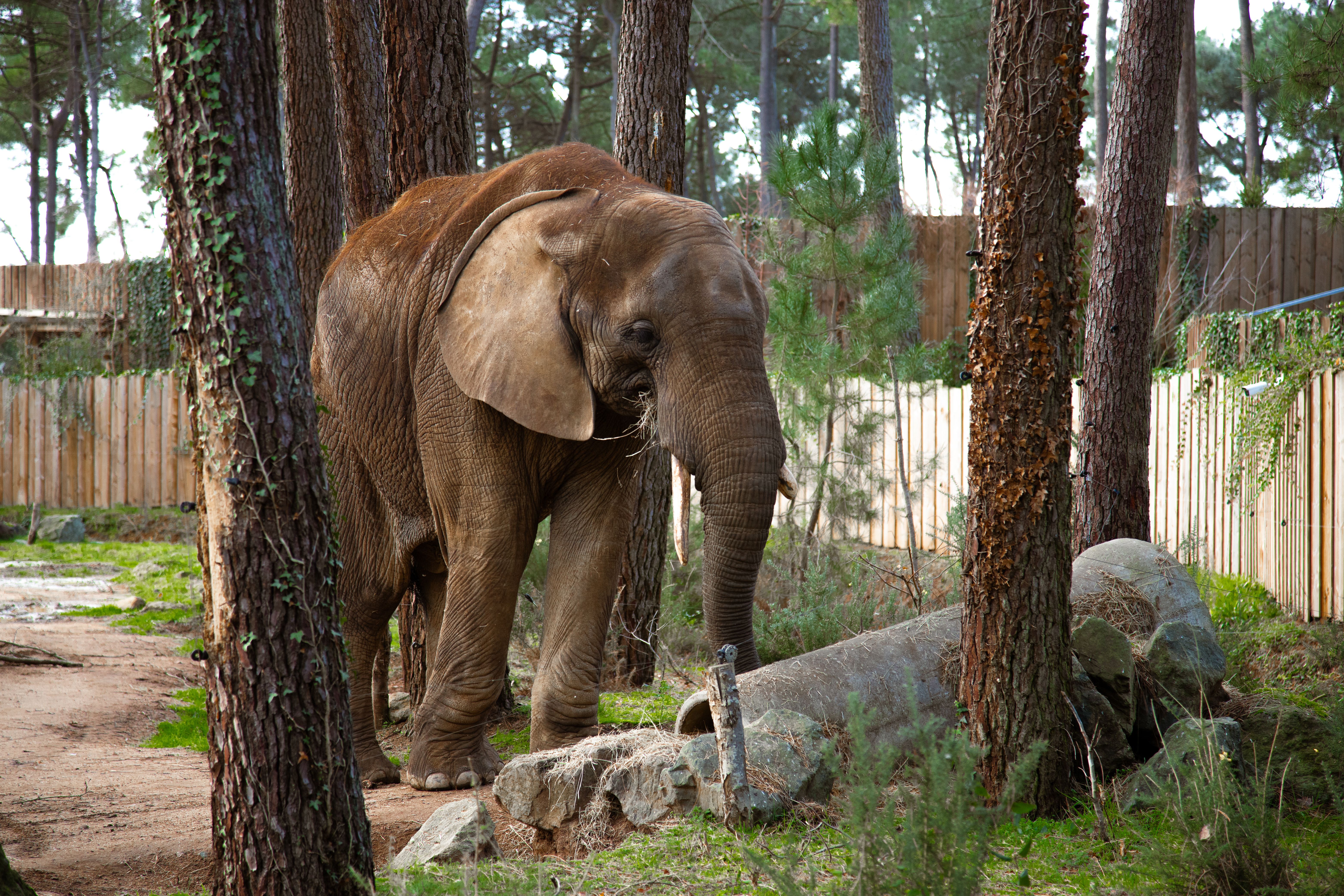 An Elephant in an Enclosure · Free Stock Photo