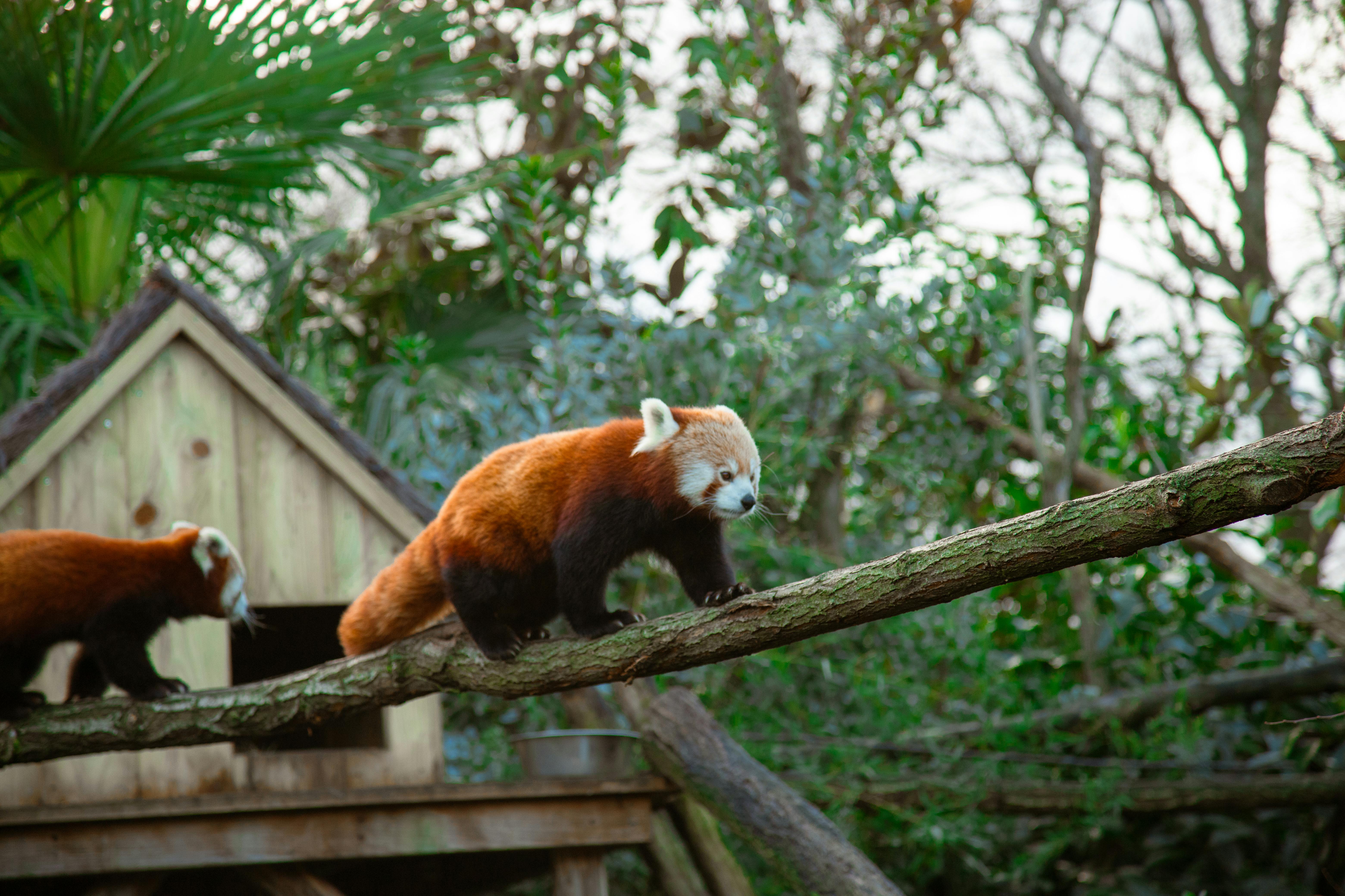 Red Pandas Walking on Tree Trunk in Zoo · Free Stock Photo