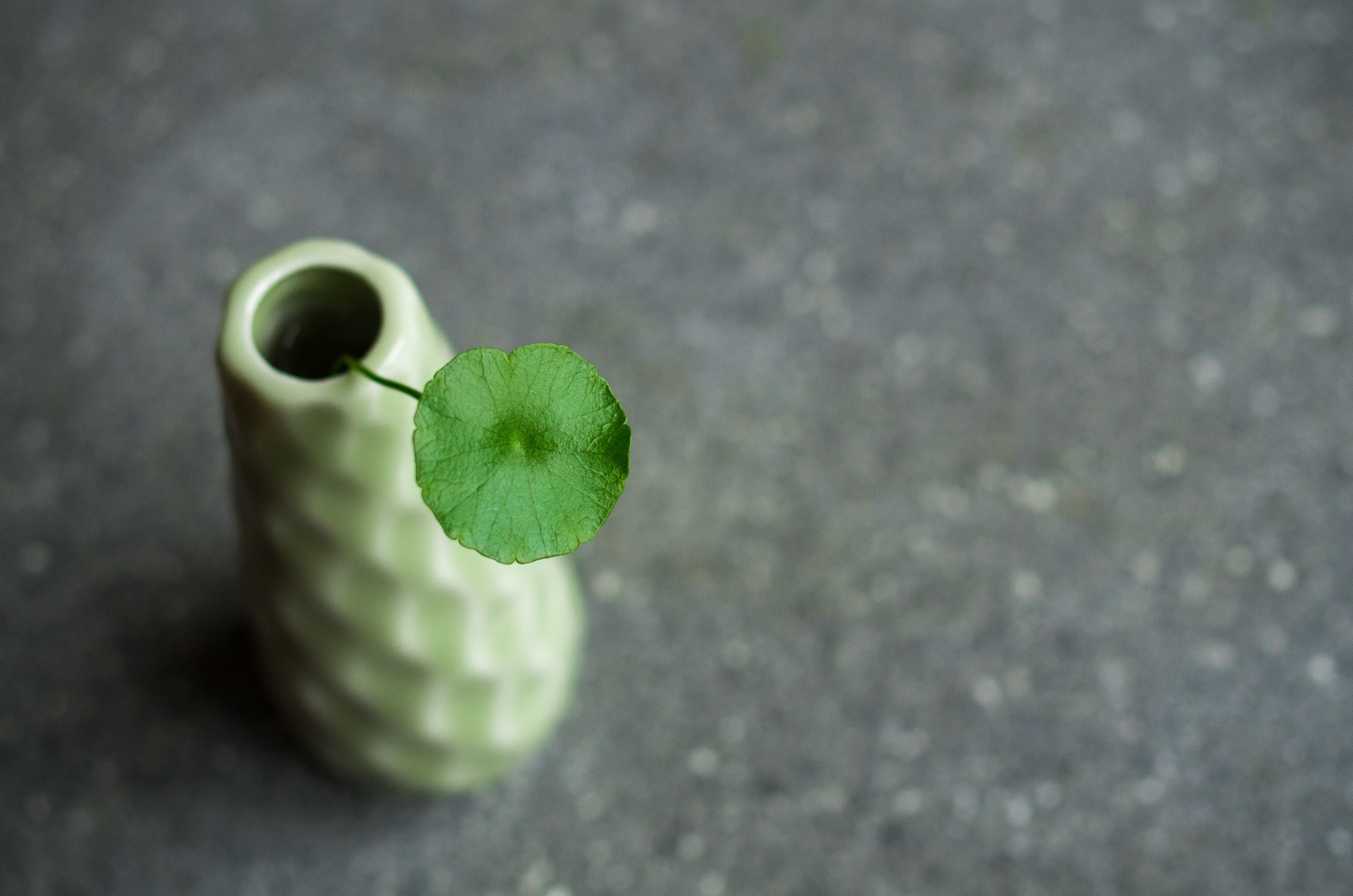 Leaf in Vase · Free Stock Photo