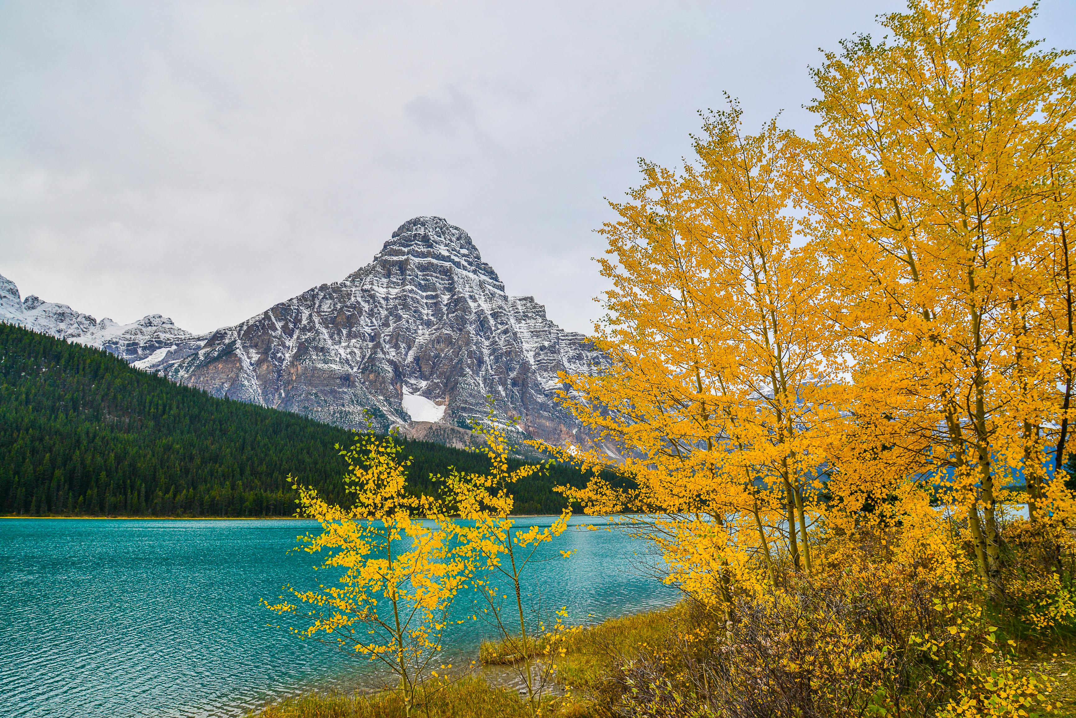 Golden Autumn Trees on the Shore of Waterfowl Lake and Snow-covered ...