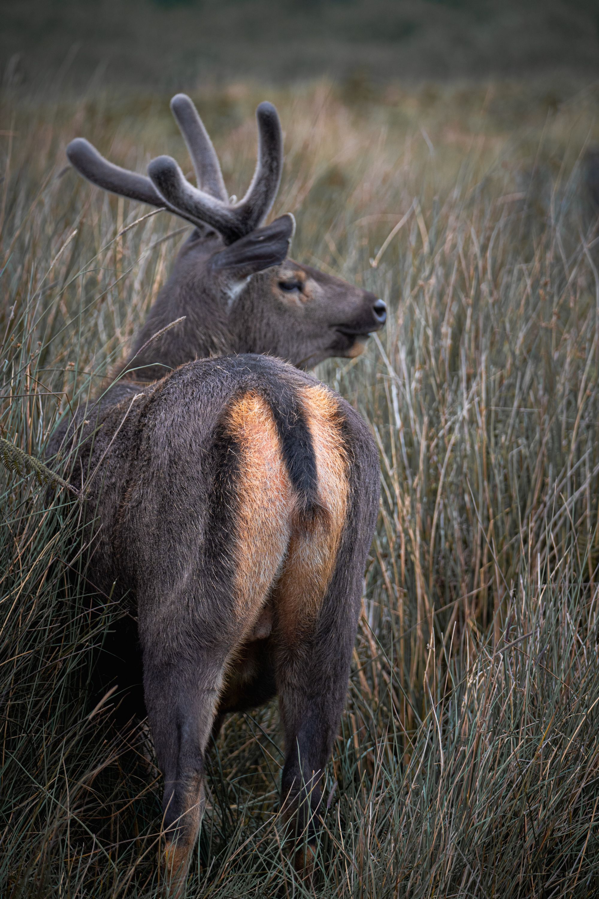 Back View of a Deer Standing in Tall Grass · Free Stock Photo