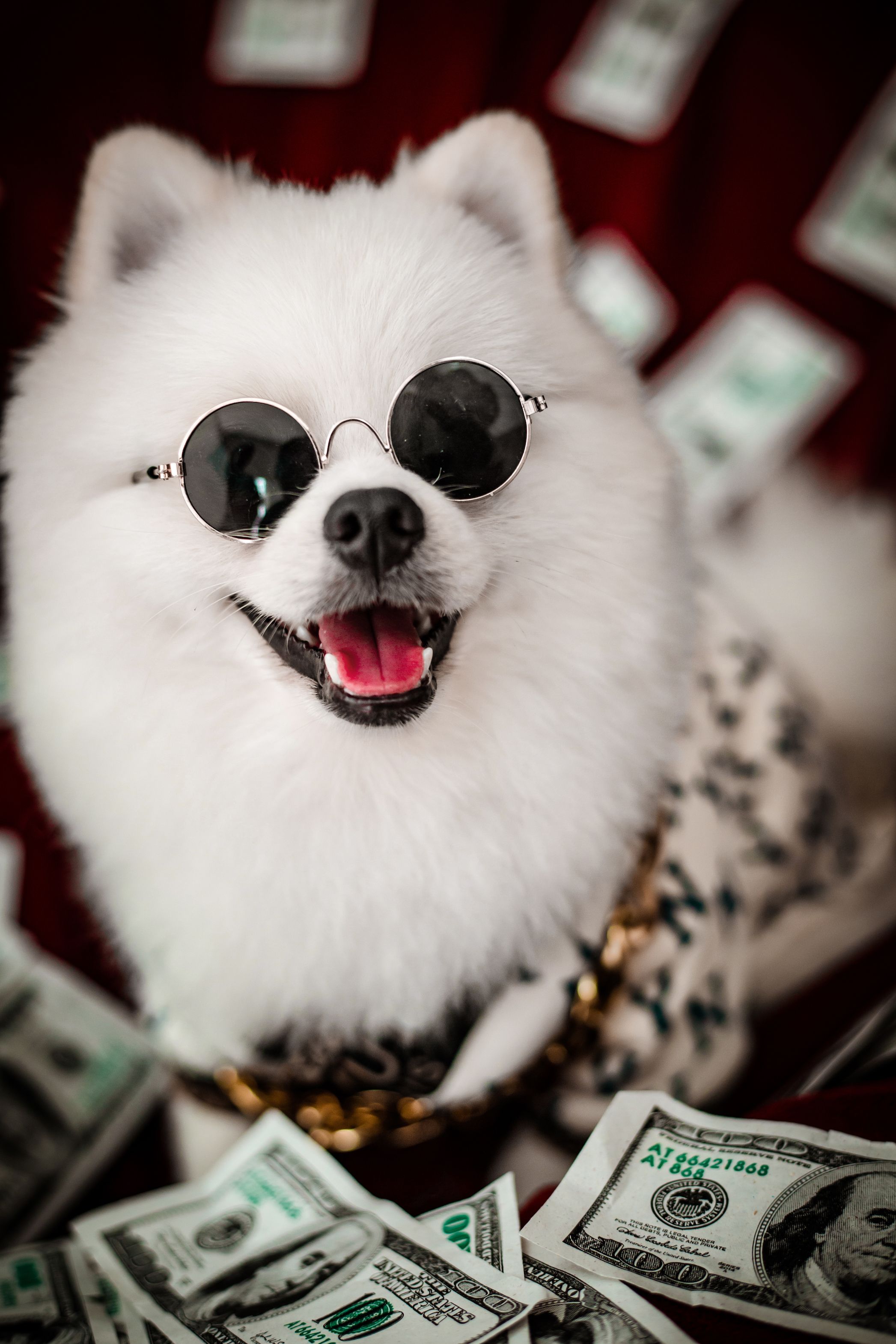 White Dog in Round Sunglasses Standing among Dollar Bills · Free Stock ...