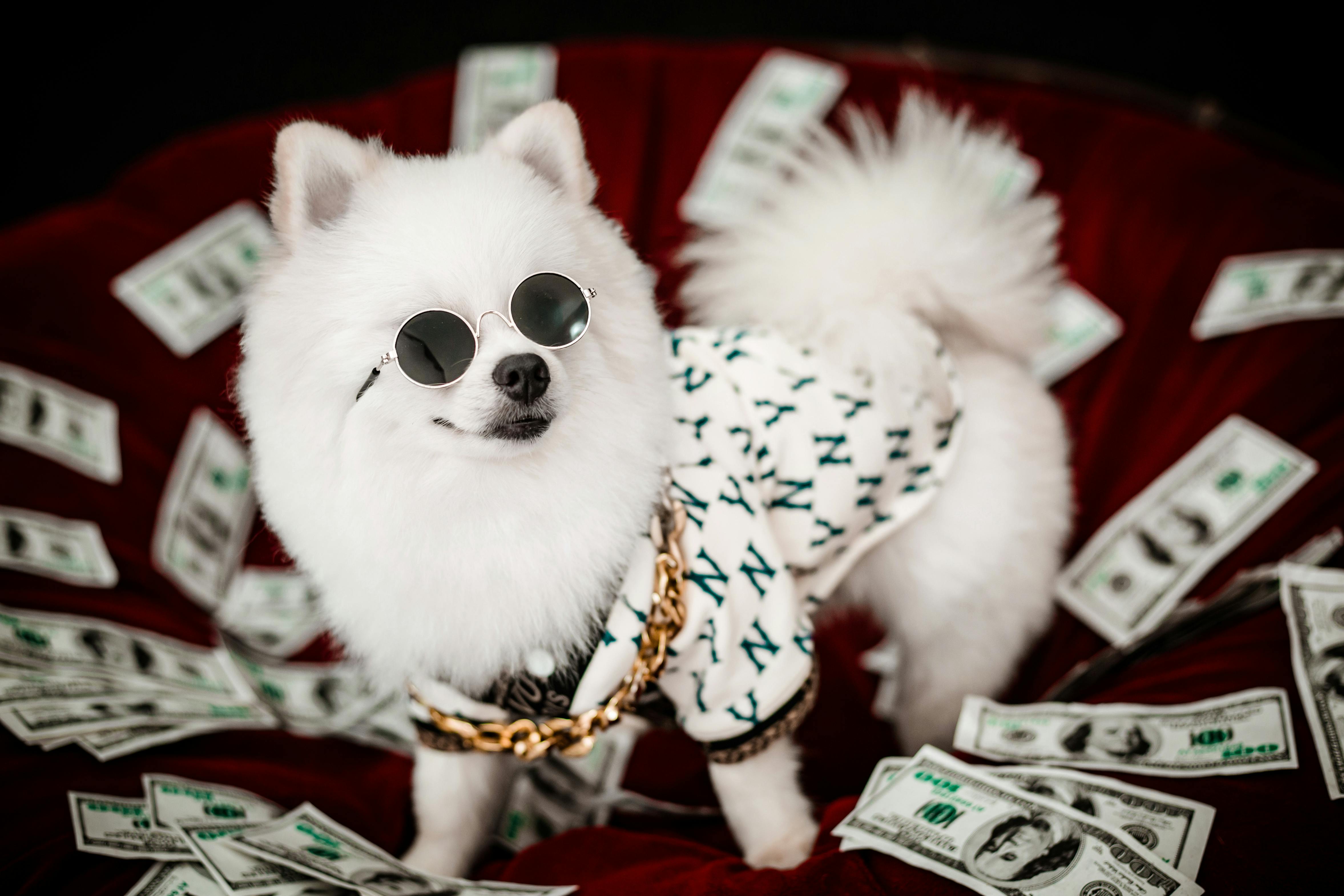 Dog With Money Photos, Download The BEST Free Dog With Money Stock ...