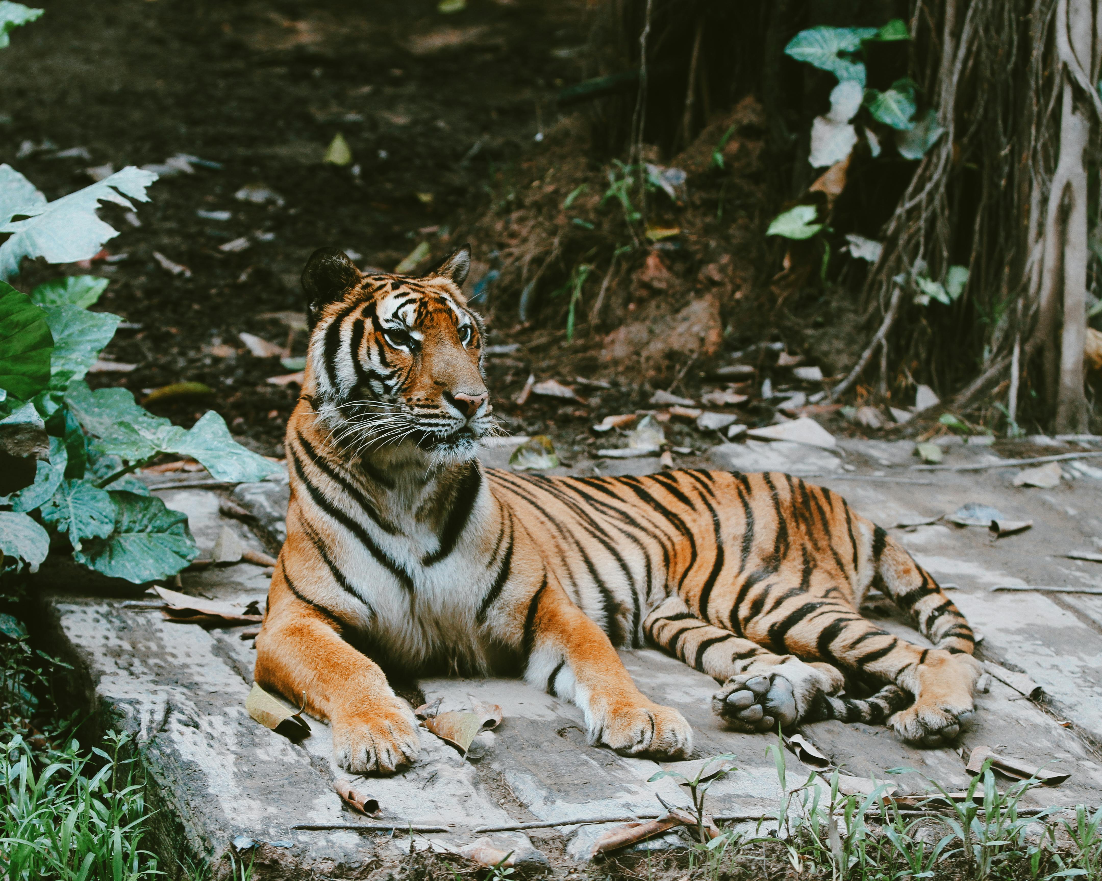 Tigers In The Wild Photos, Download The BEST Free Tigers In The Wild ...