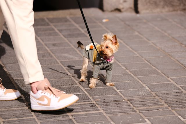 Nourishing Your Fat Yorkie Dog: A Comprehensive Health Guide