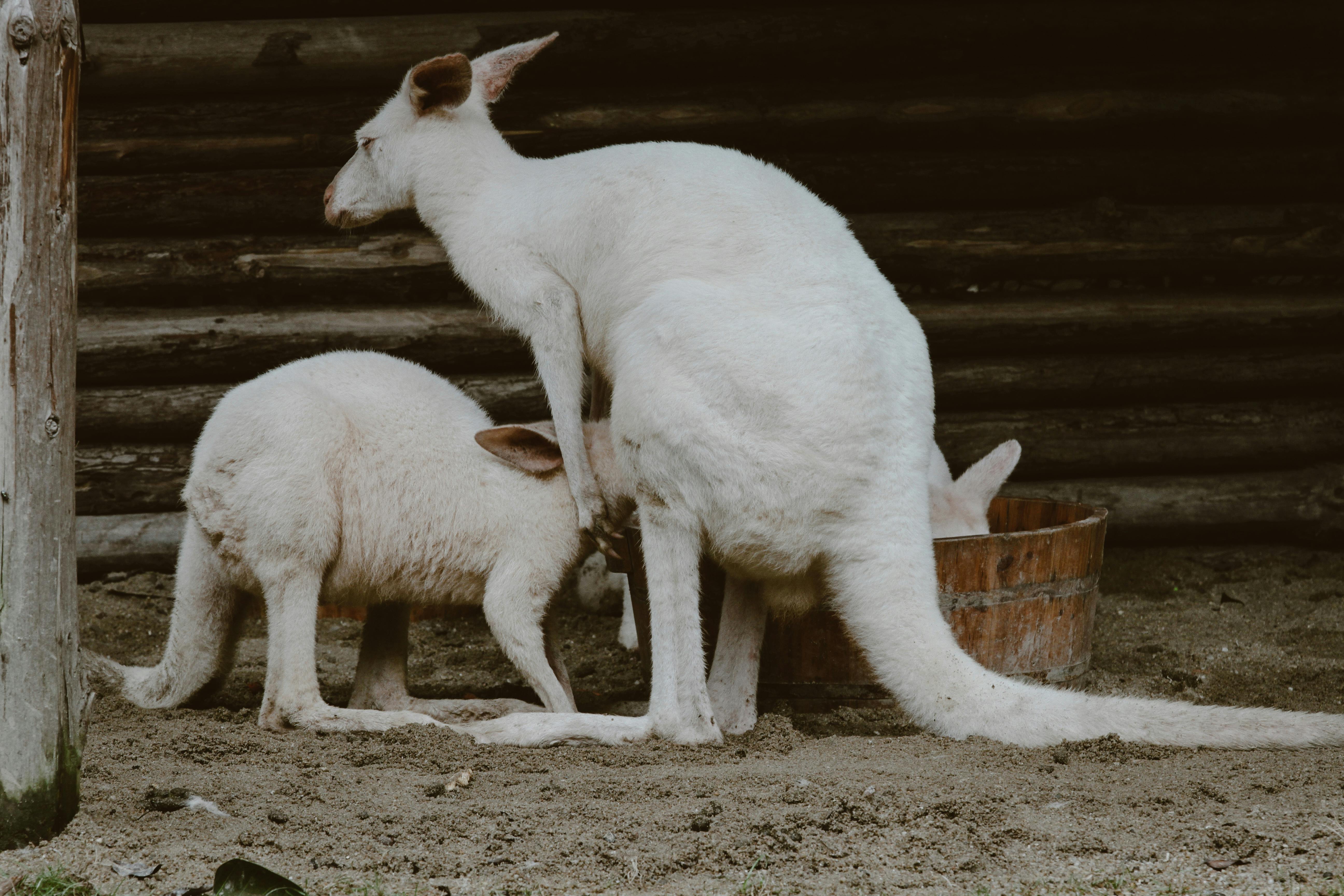 White Kangaroos Photos, Download The BEST Free White Kangaroos Stock Photos & HD Images