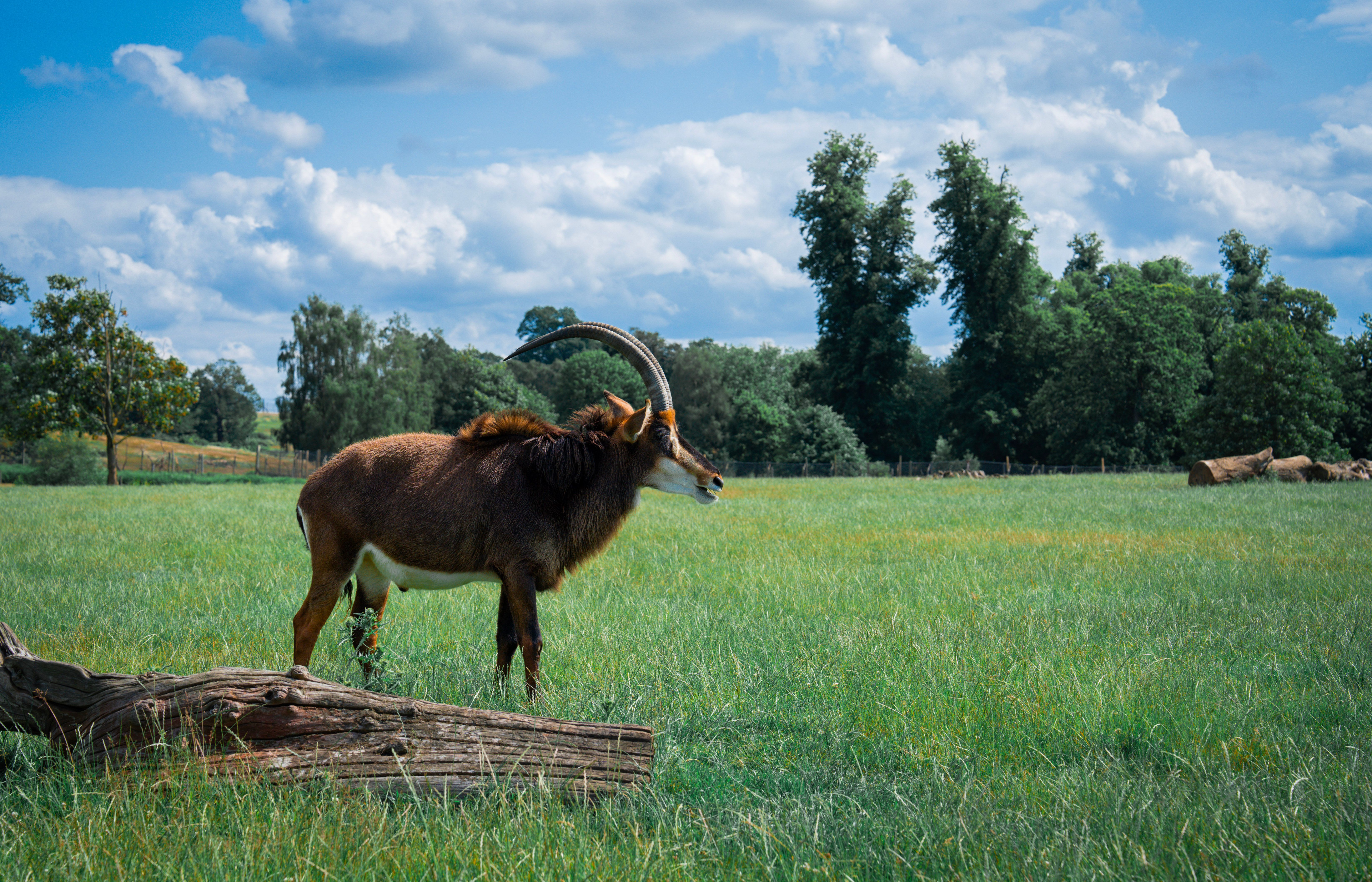 Sable Antelope in Nature · Free Stock Photo