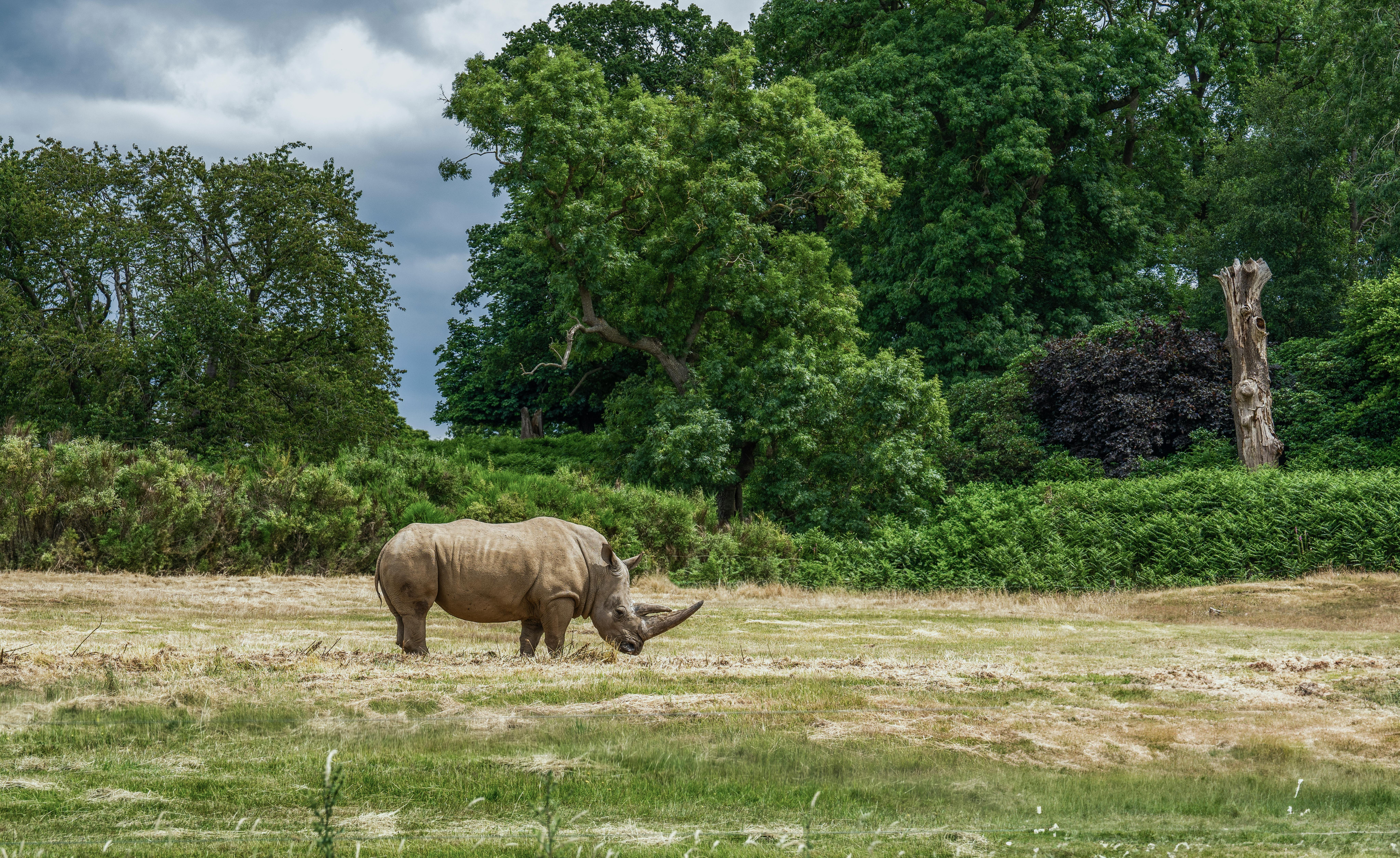 A Rhino on a Grass Field · Free Stock Photo