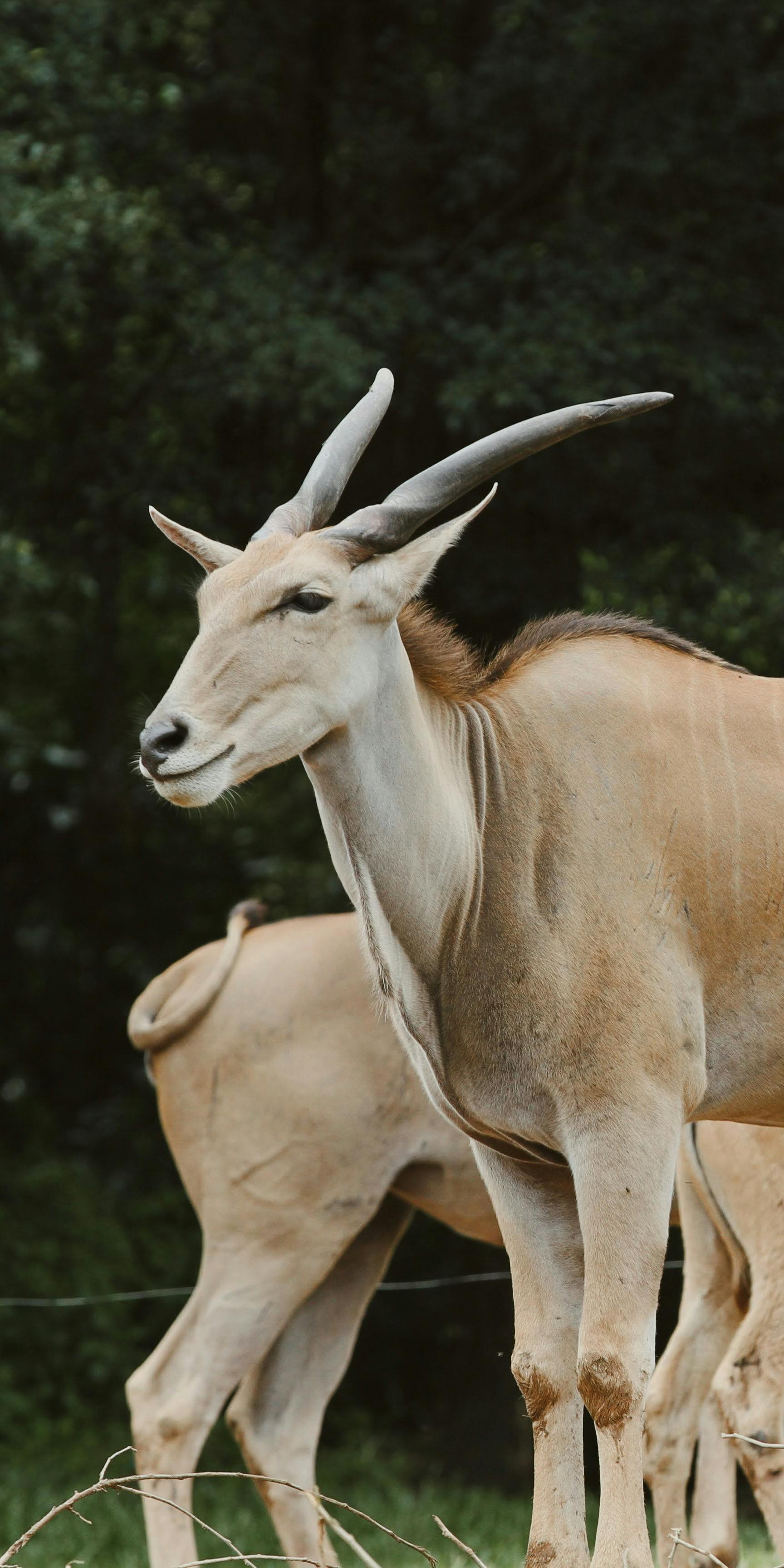 Blue Wildebeest Antelope Standing in a Zoo Enclosure · Free Stock Photo