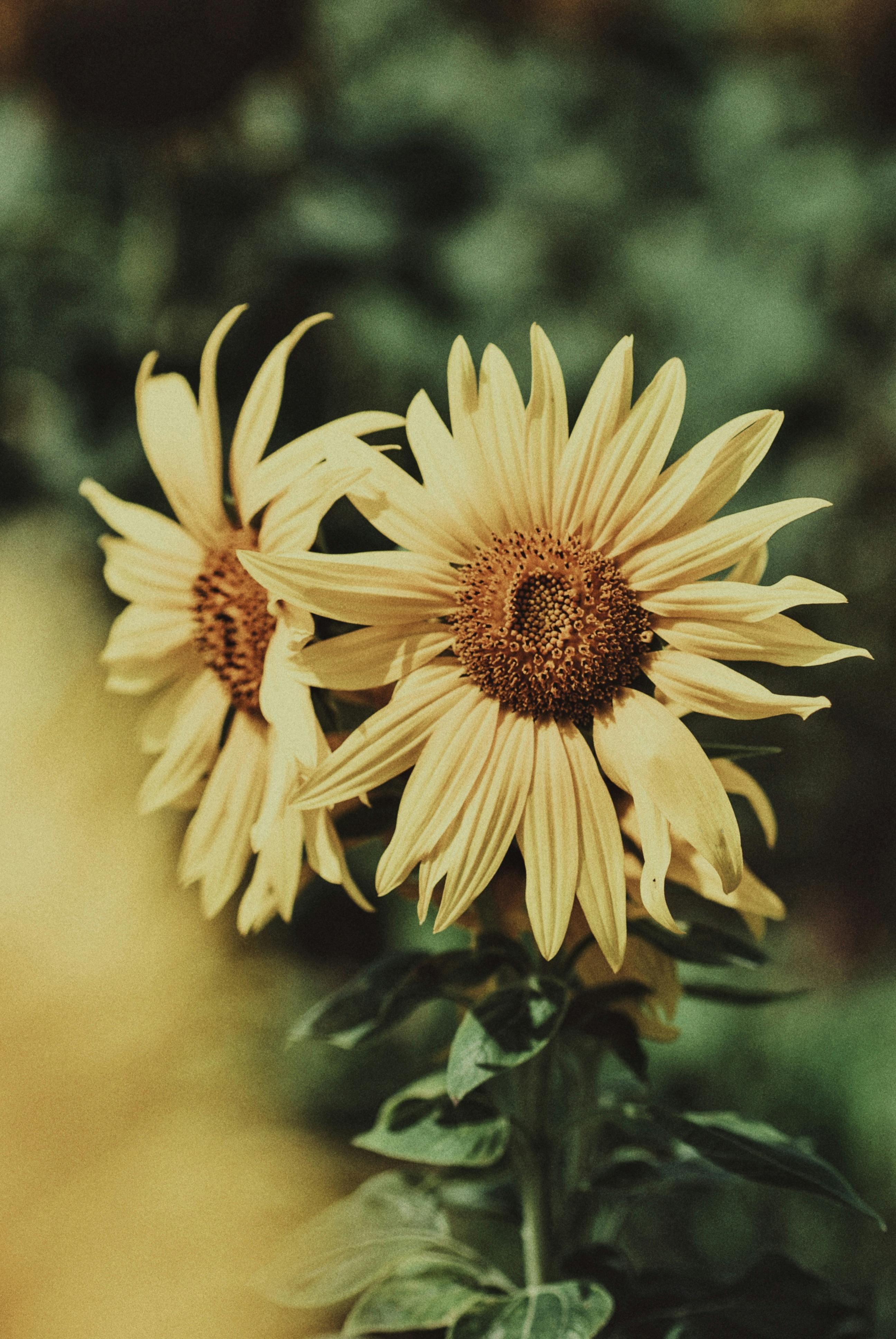 Photo Of Sunflower · Free Stock Photo