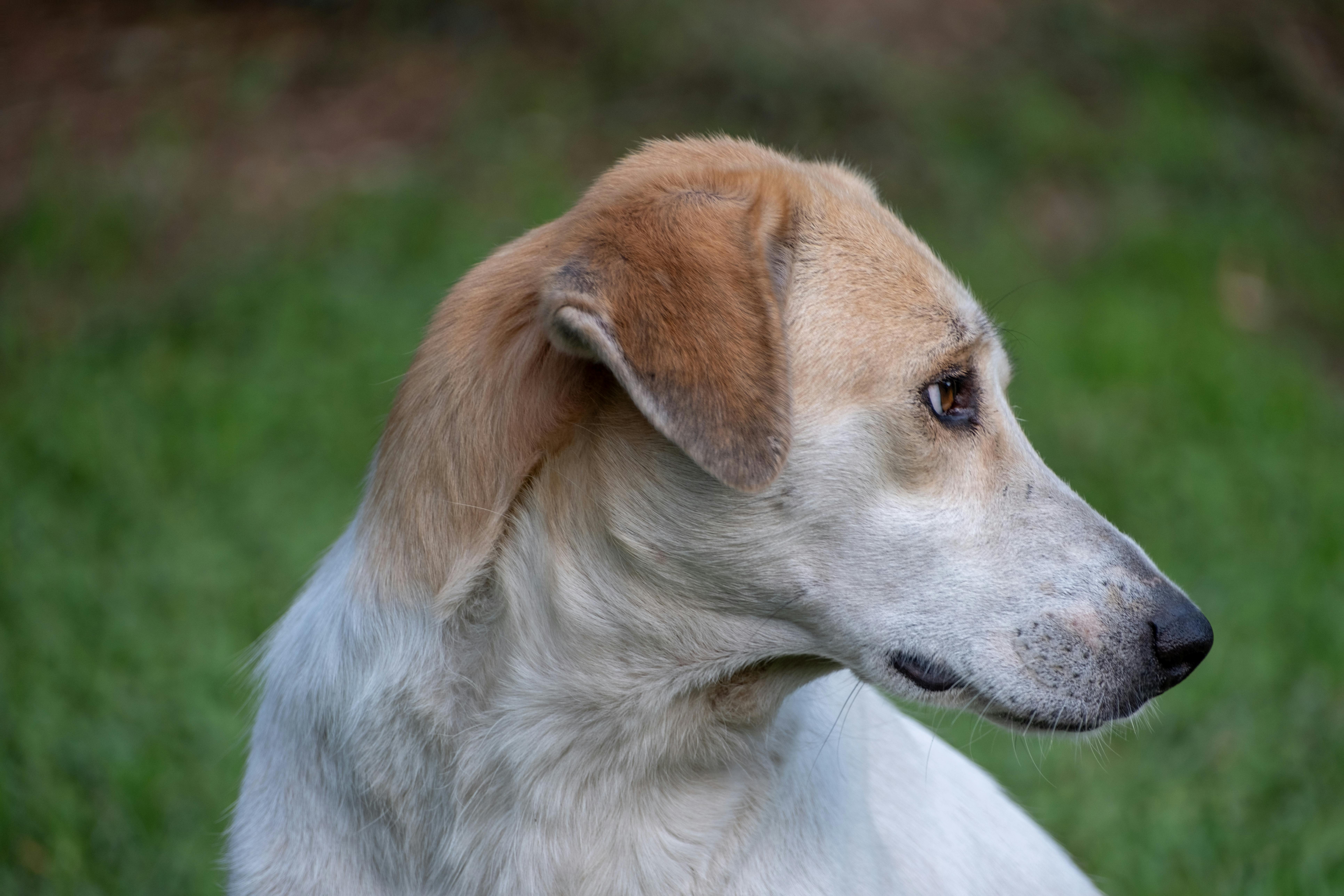 Close-up of a Dogs Head Looking Back · Free Stock Photo