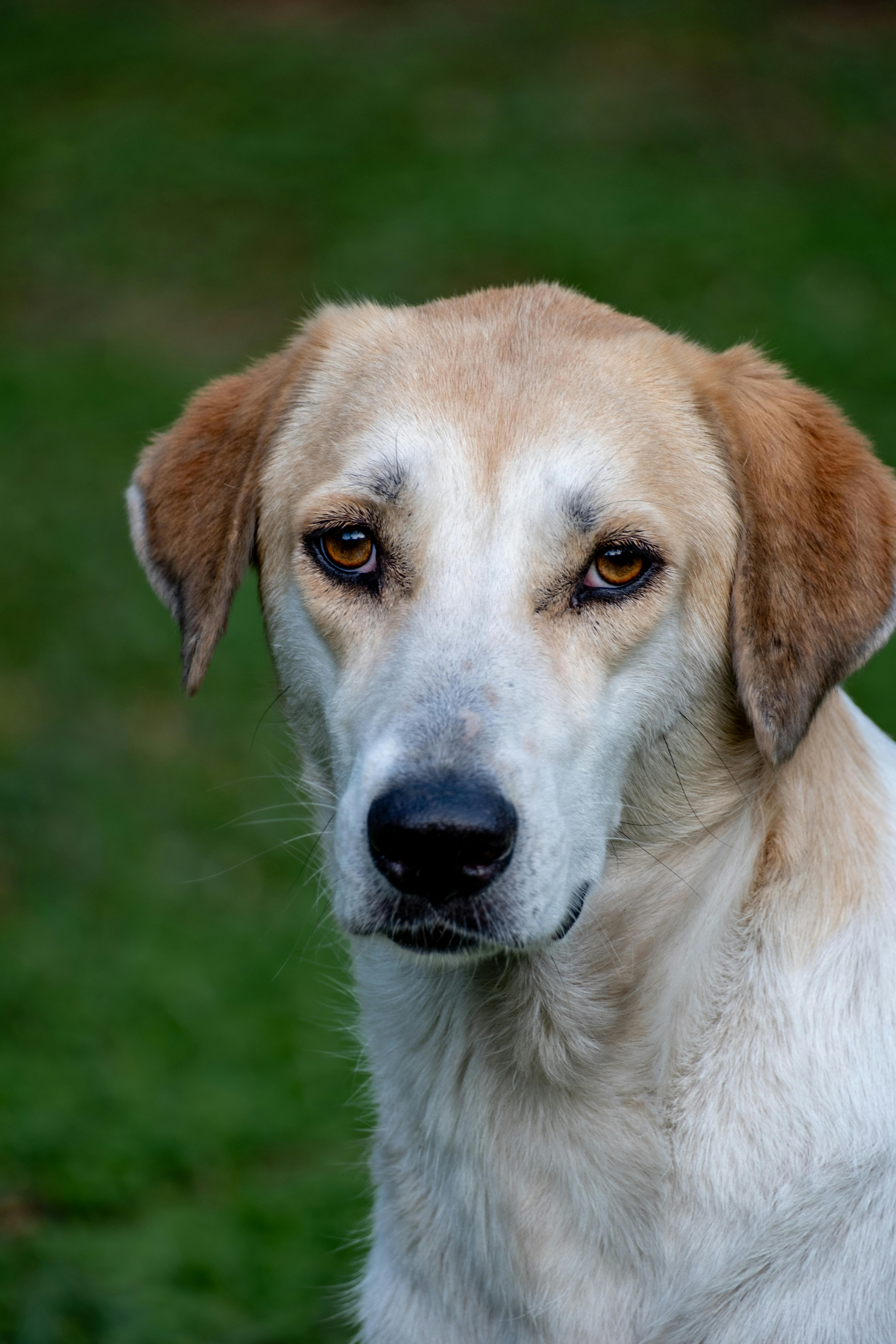Portrait of a Dog with Light Brown Fur · Free Stock Photo
