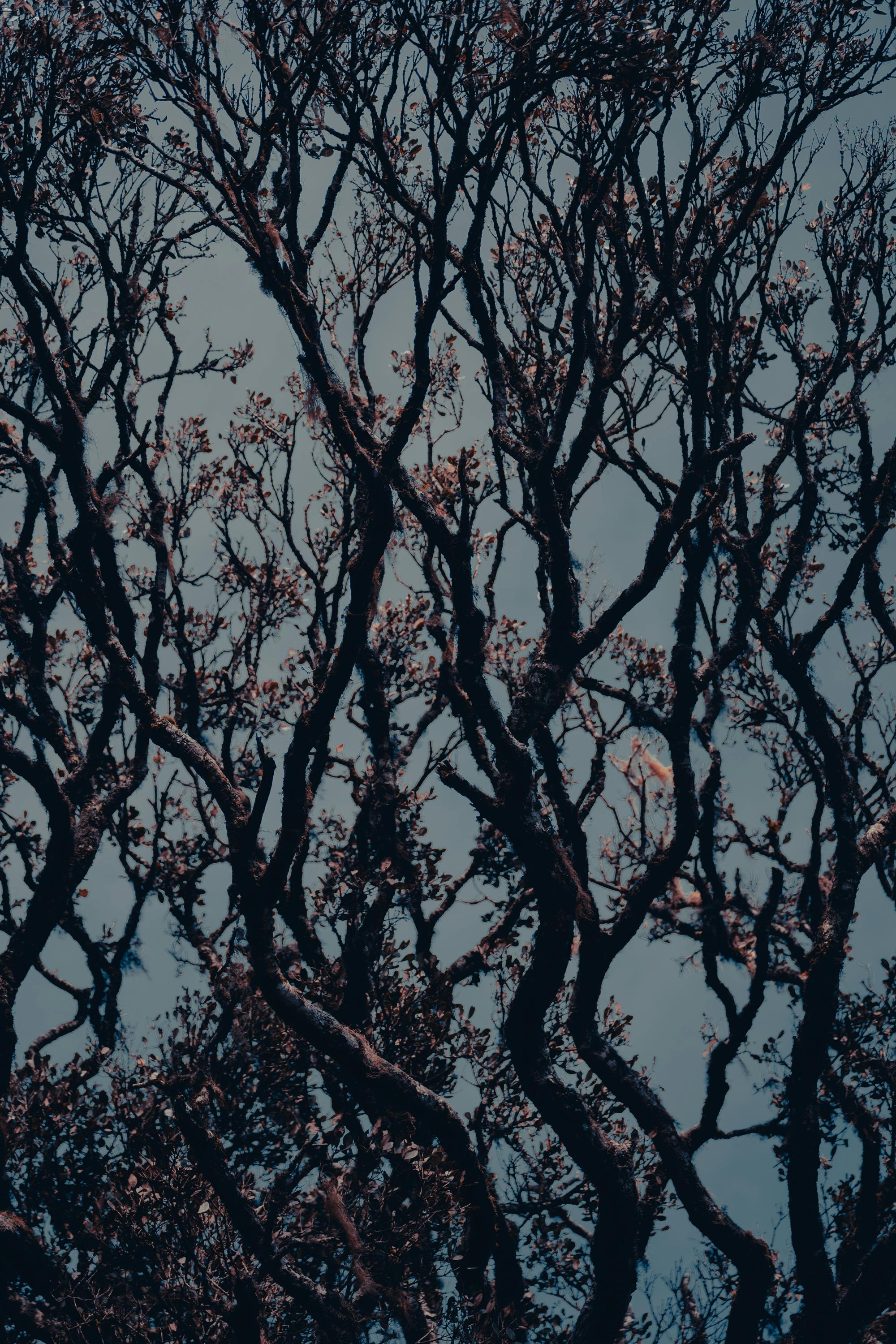 Planting Tree Photos, Download The BEST Free Planting Tree Stock Photos ...