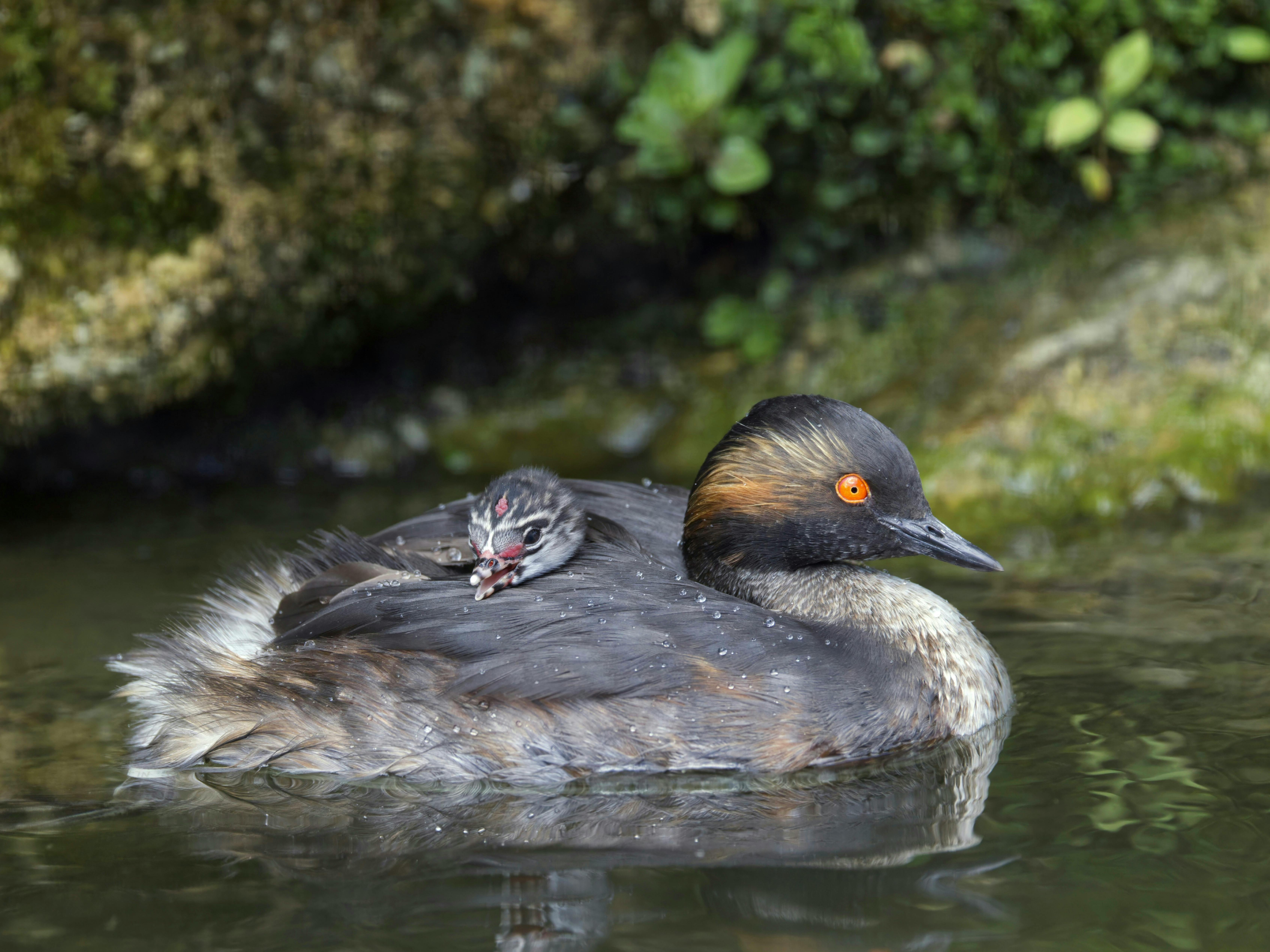 Black-necked Grebe and Baby Bird Swimming in Water · Free Stock Photo