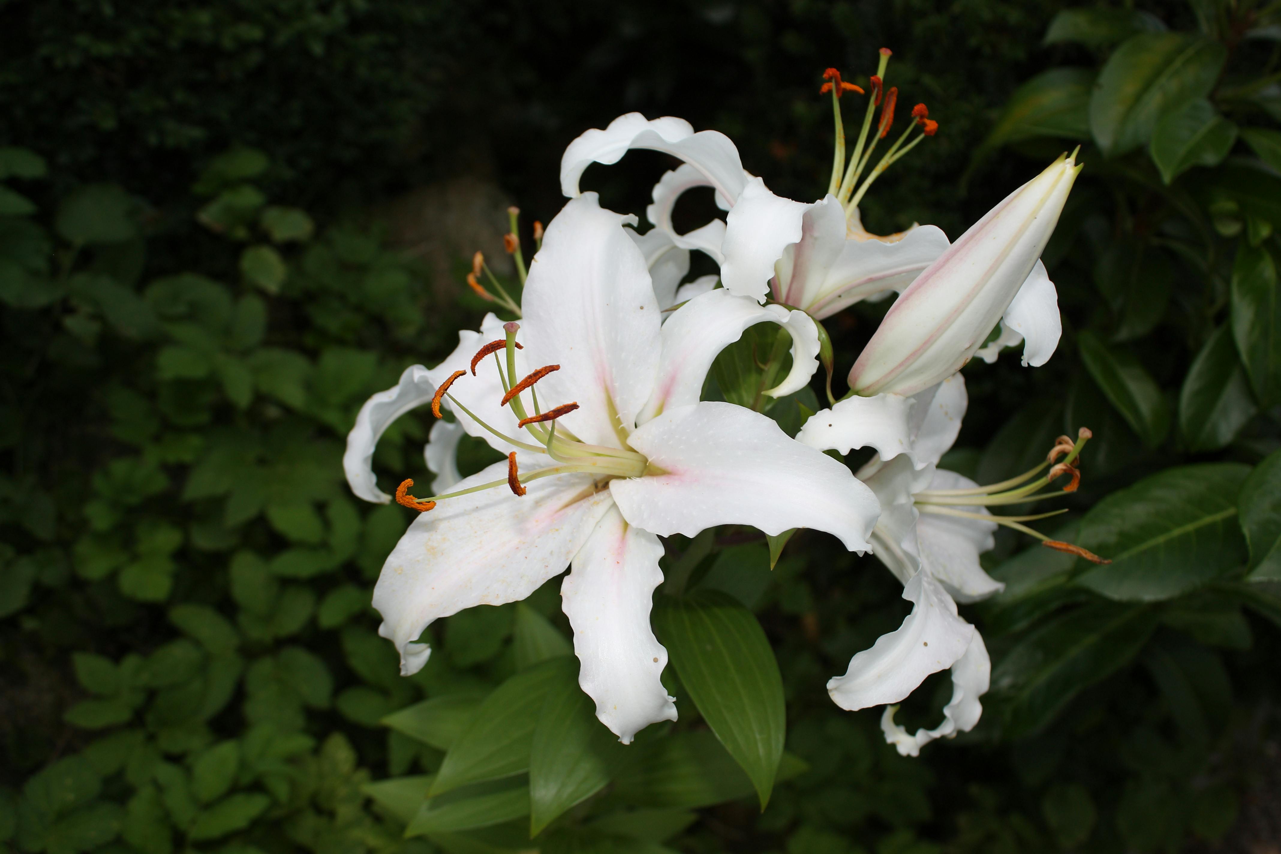 Stephan Lill - Photography