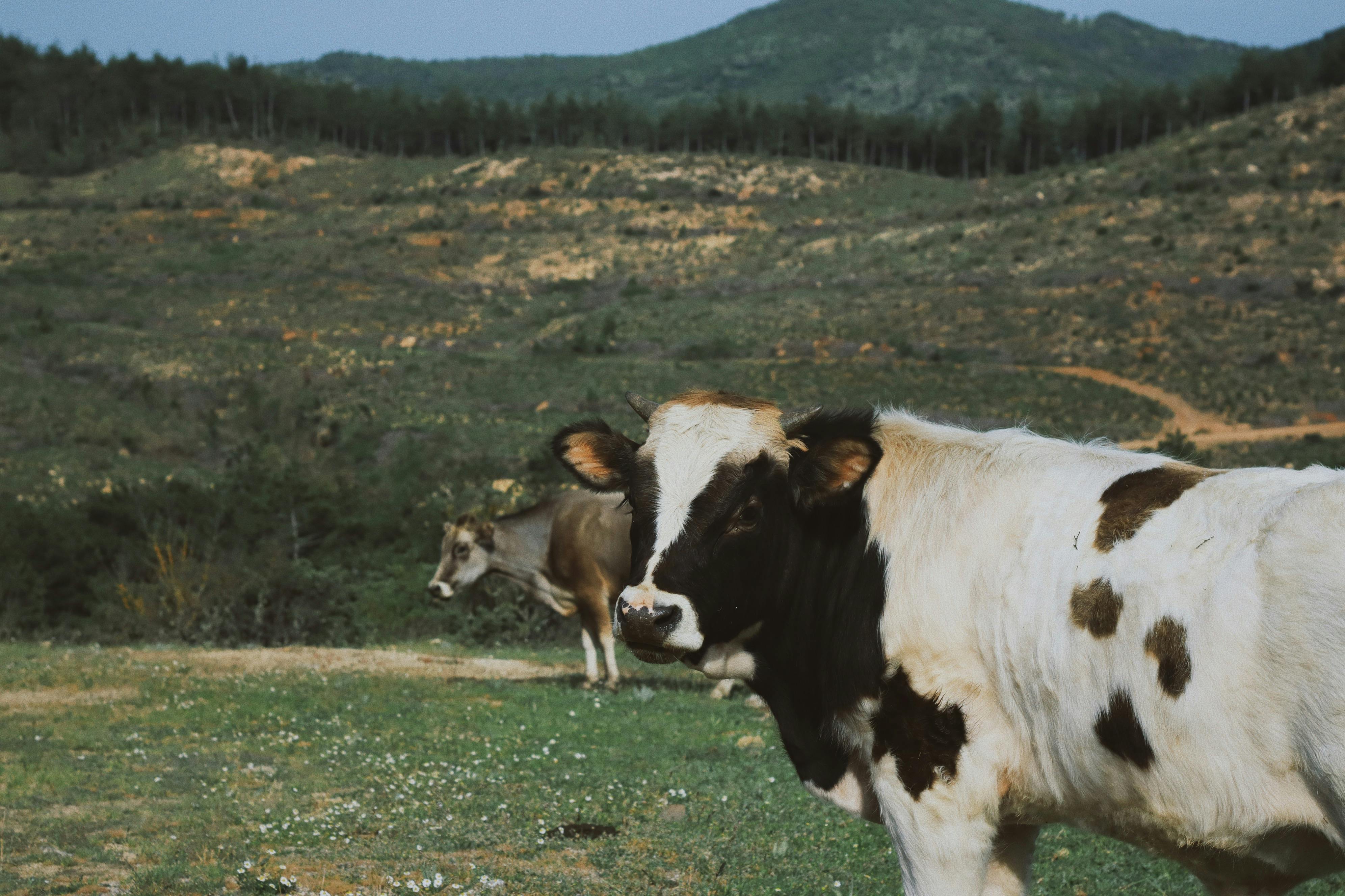 Mango Anime Wallpaper Photos, Download The BEST Free Mango Anime ...