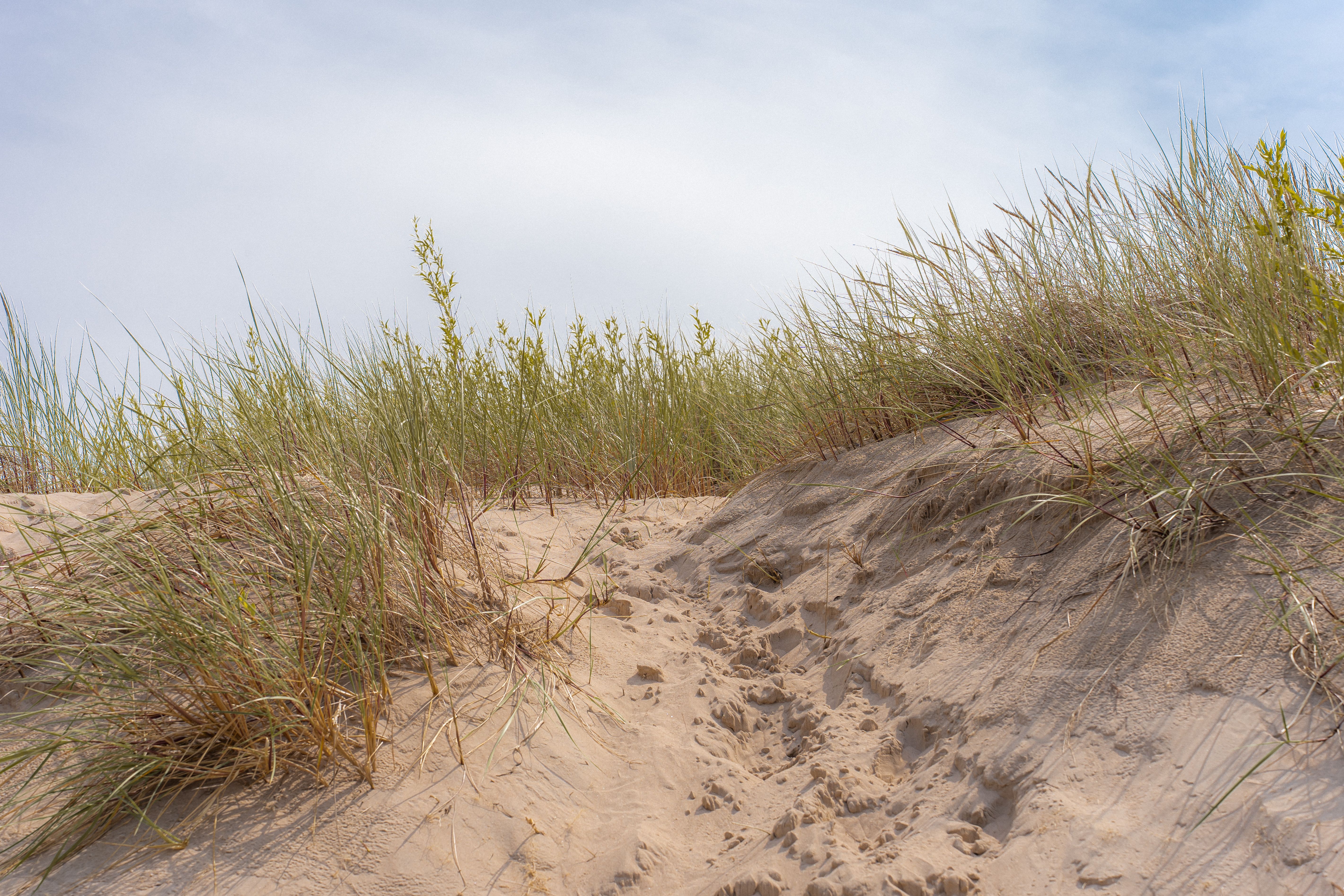 Weeds on Beach · Free Stock Photo