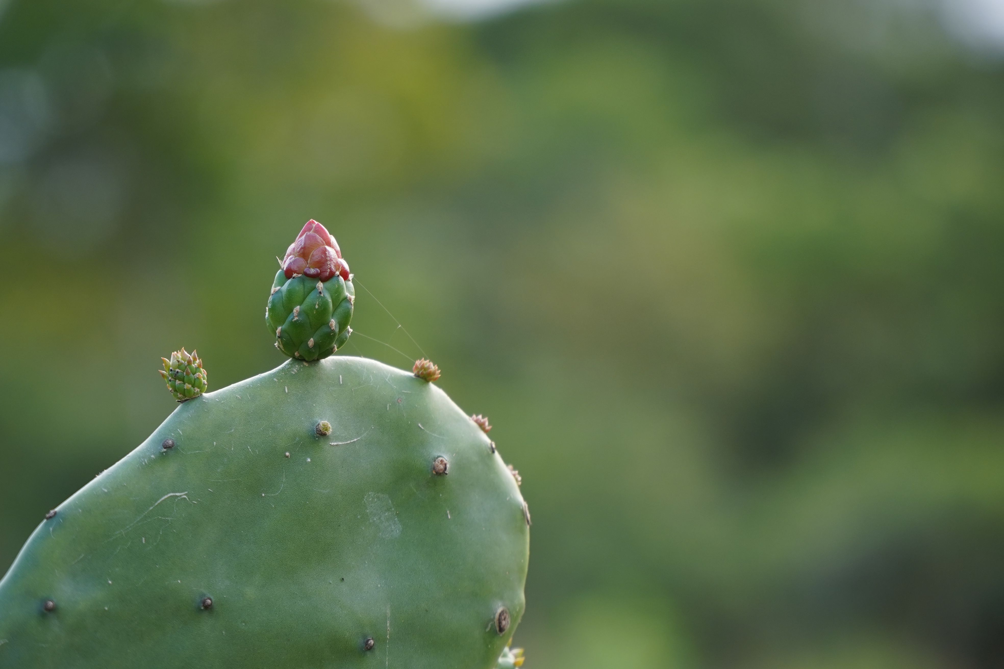 Close-up Photo of Three Green Cactus Plants · Free Stock Photo