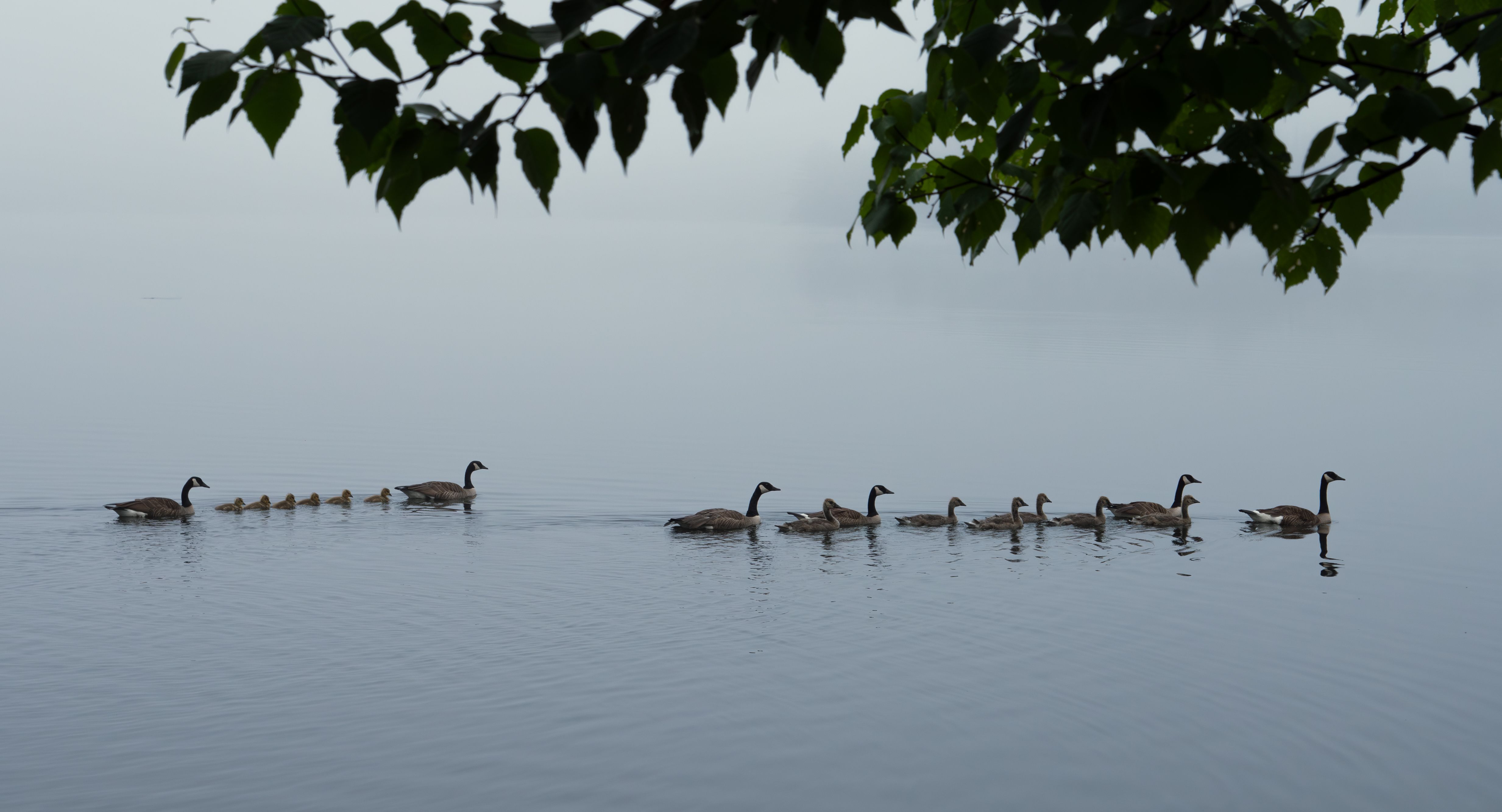 Ducks and Ducklings Swimming Together · Free Stock Photo