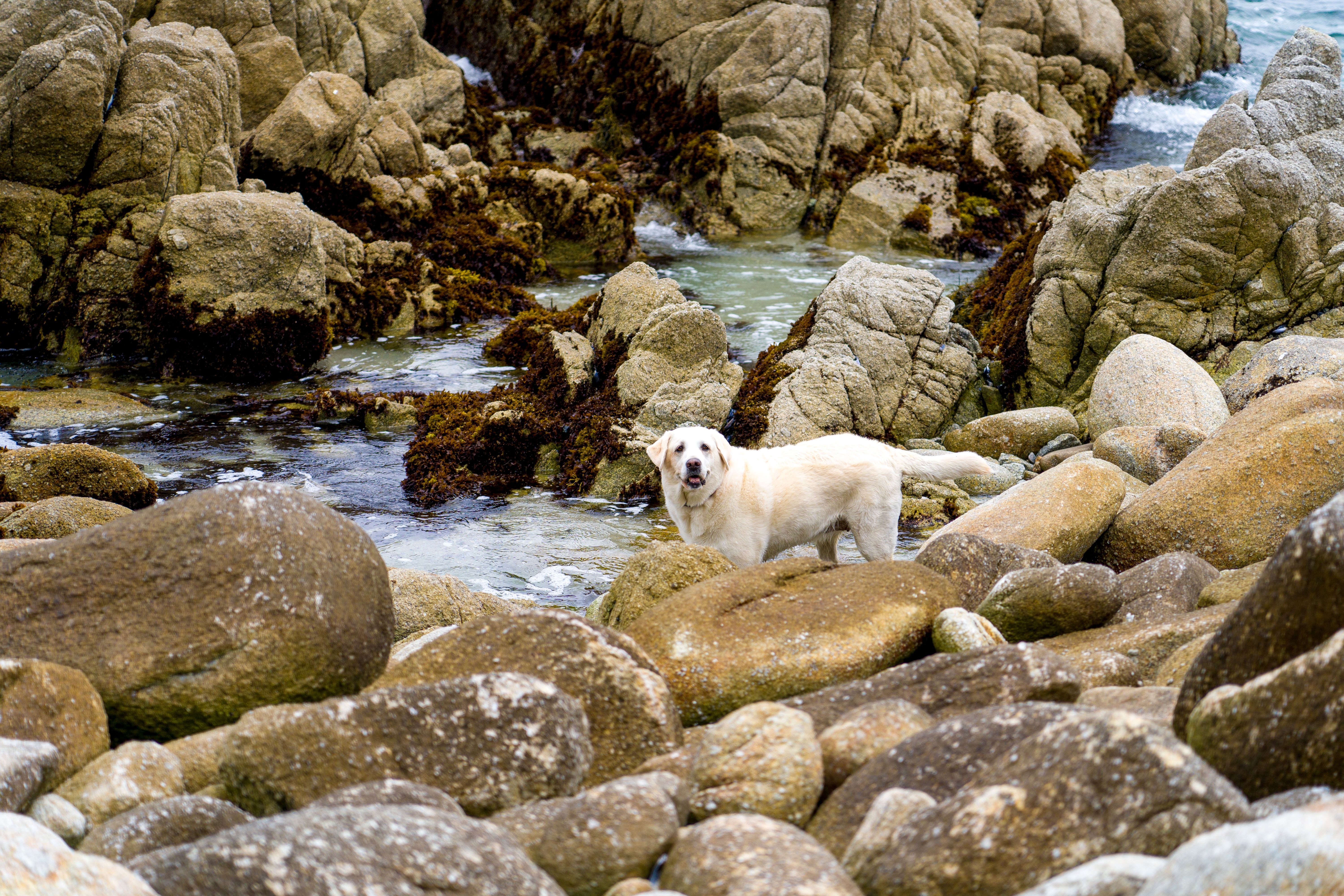 Dog and Rocks · Free Stock Photo